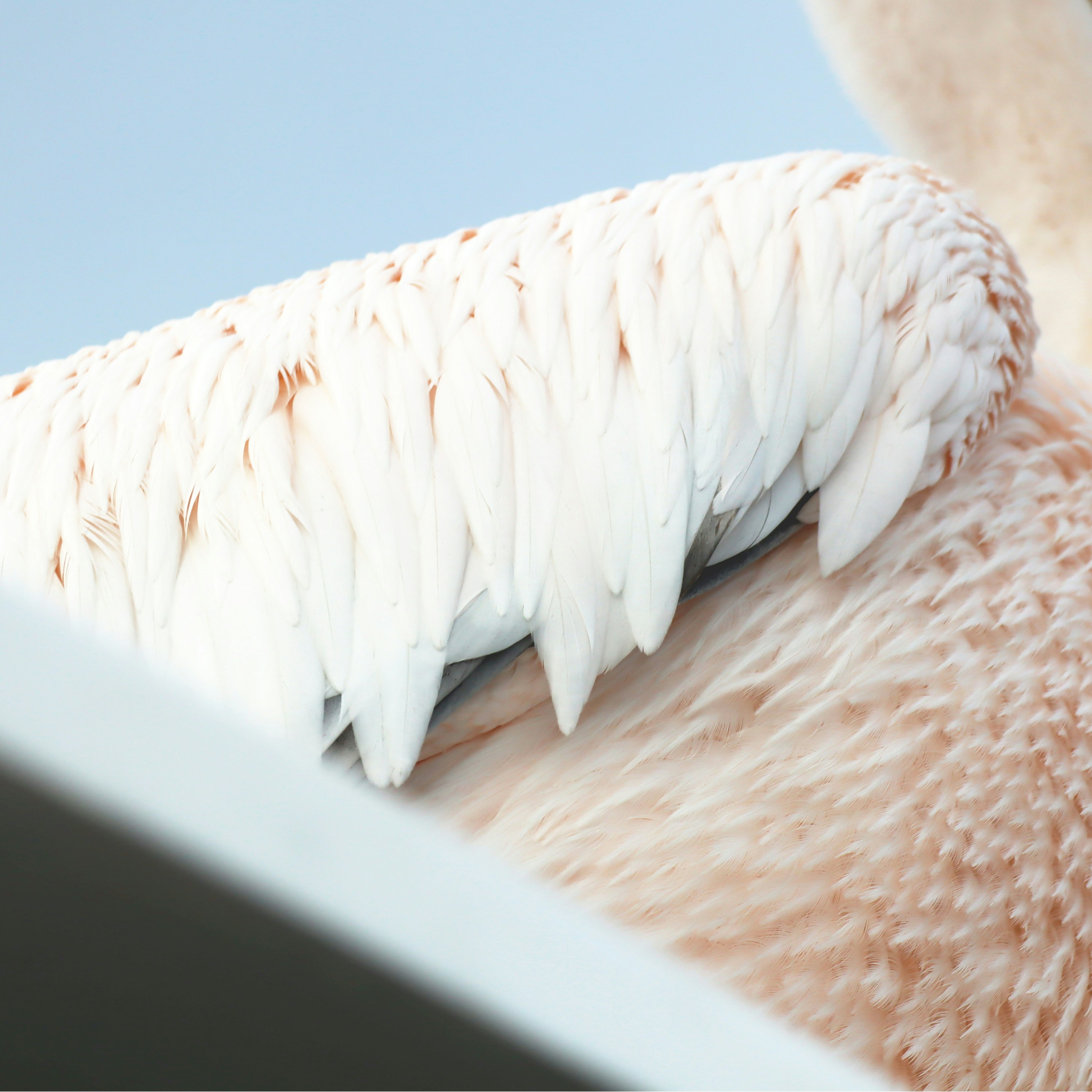 Close-Up of Feathers: The Soft Curve of a Bird’s Wing Edge