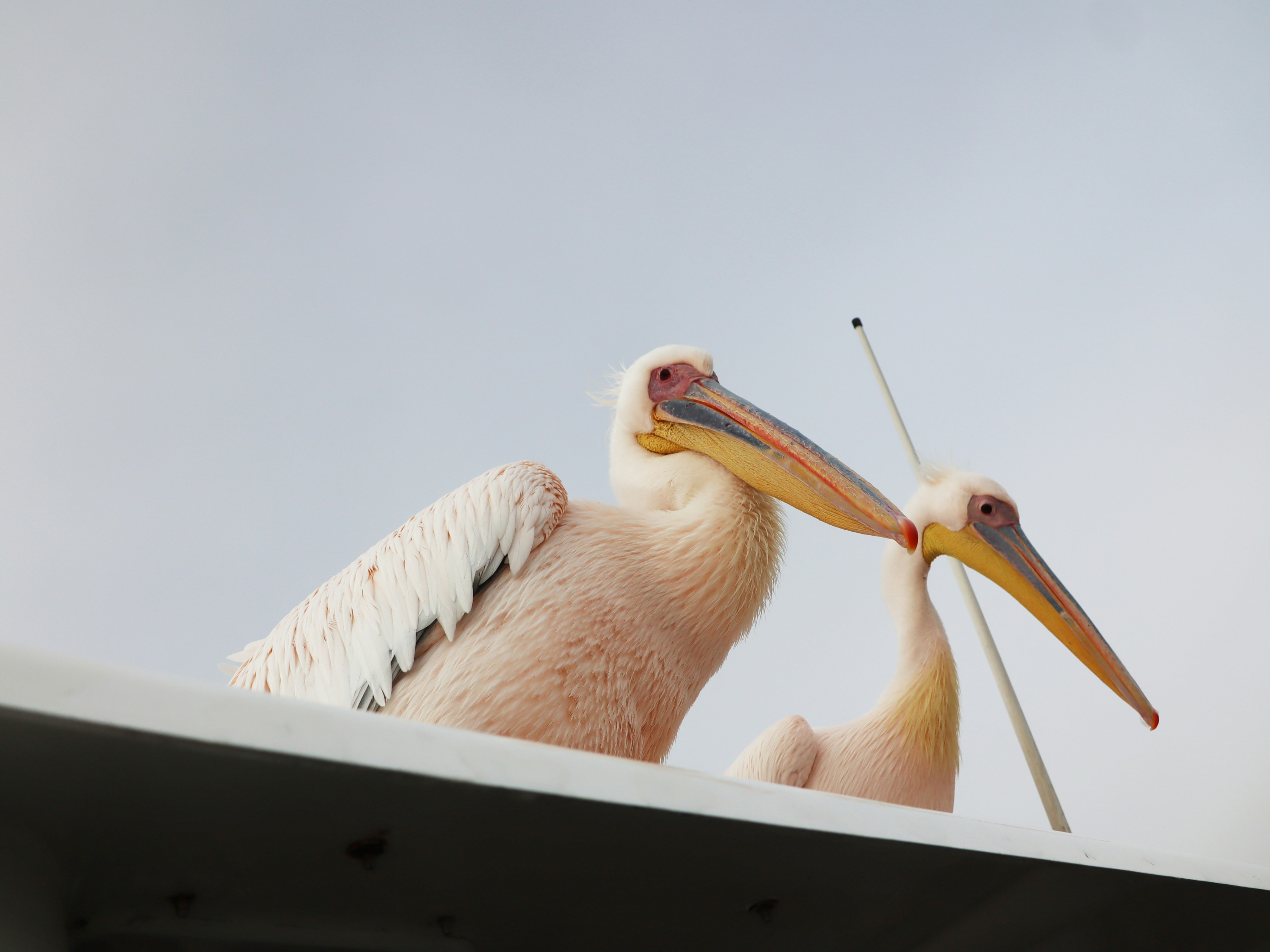 Two Pelicans on a Roof: Quiet Intimacy at Dusk