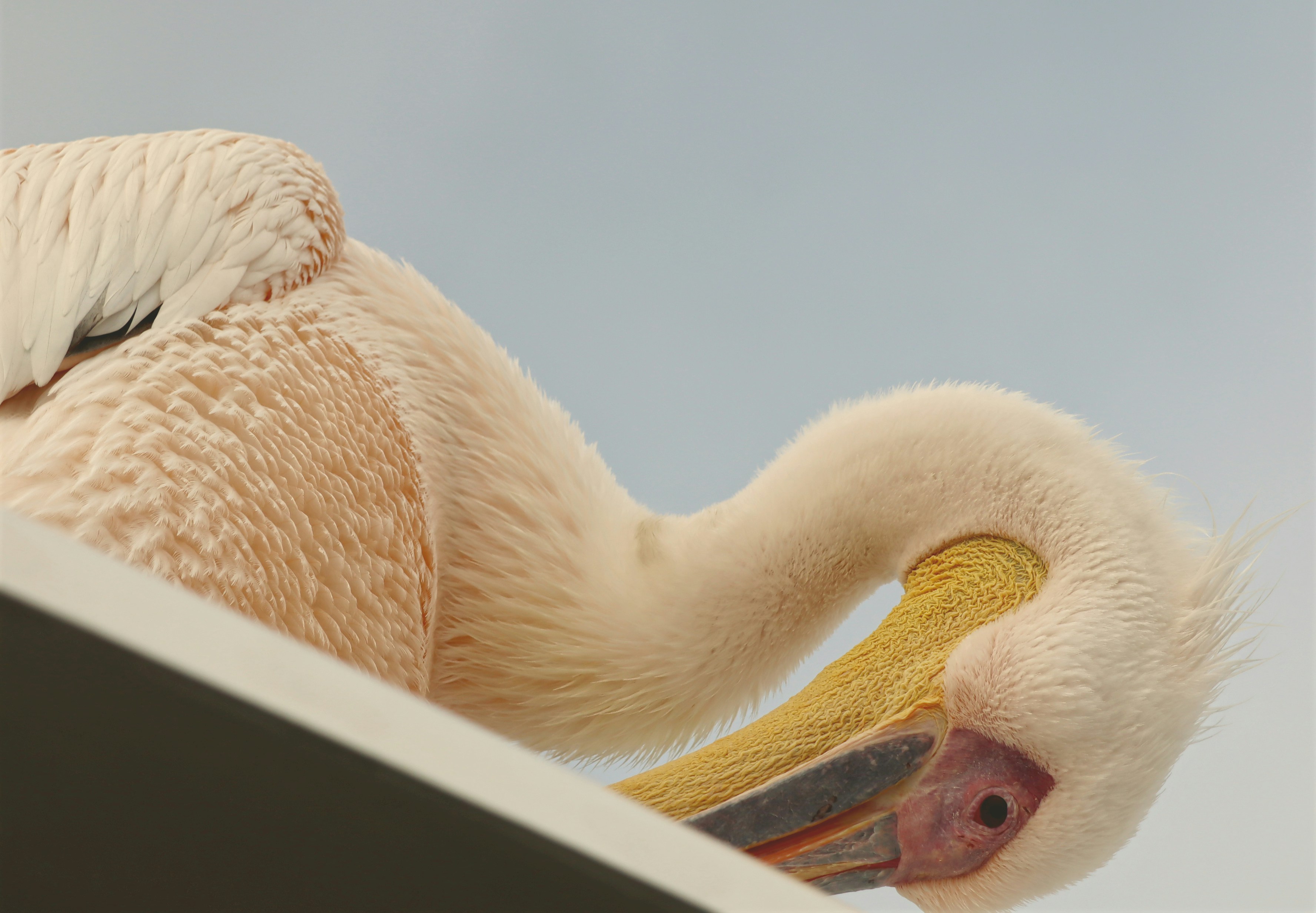 Graceful Neck Arc: A Flamingo Quietly Ponders the Sky
