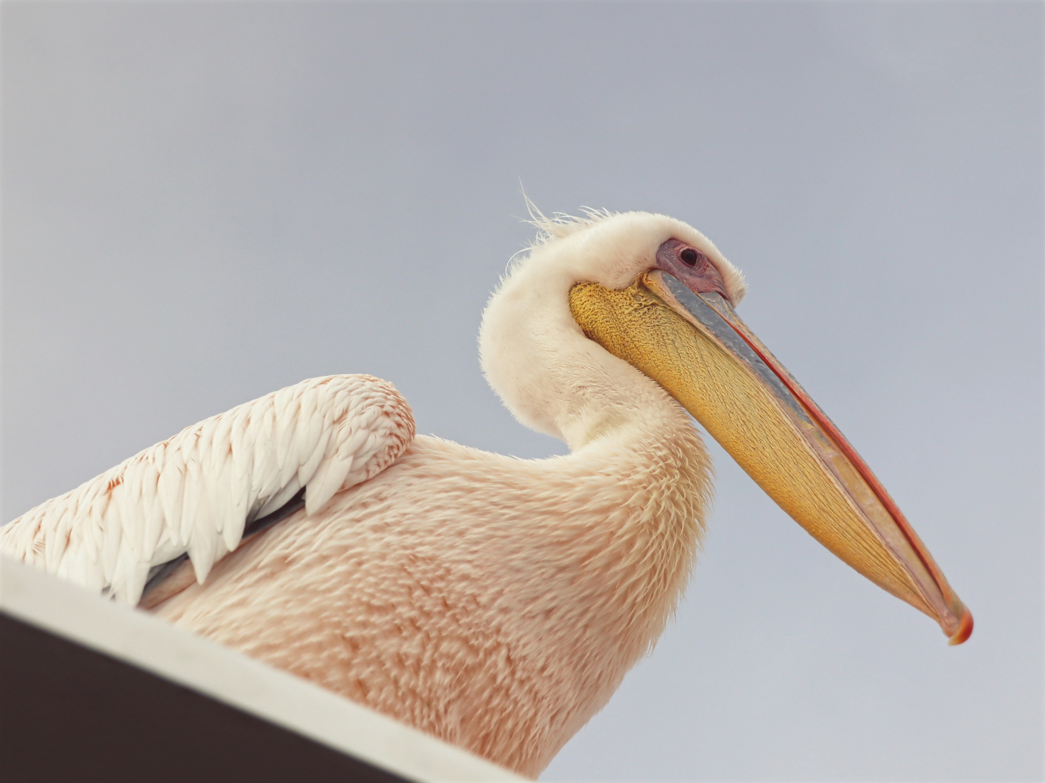 Portrait of a Pelican: Close-Up with Soaring Beak and Soft Plumage