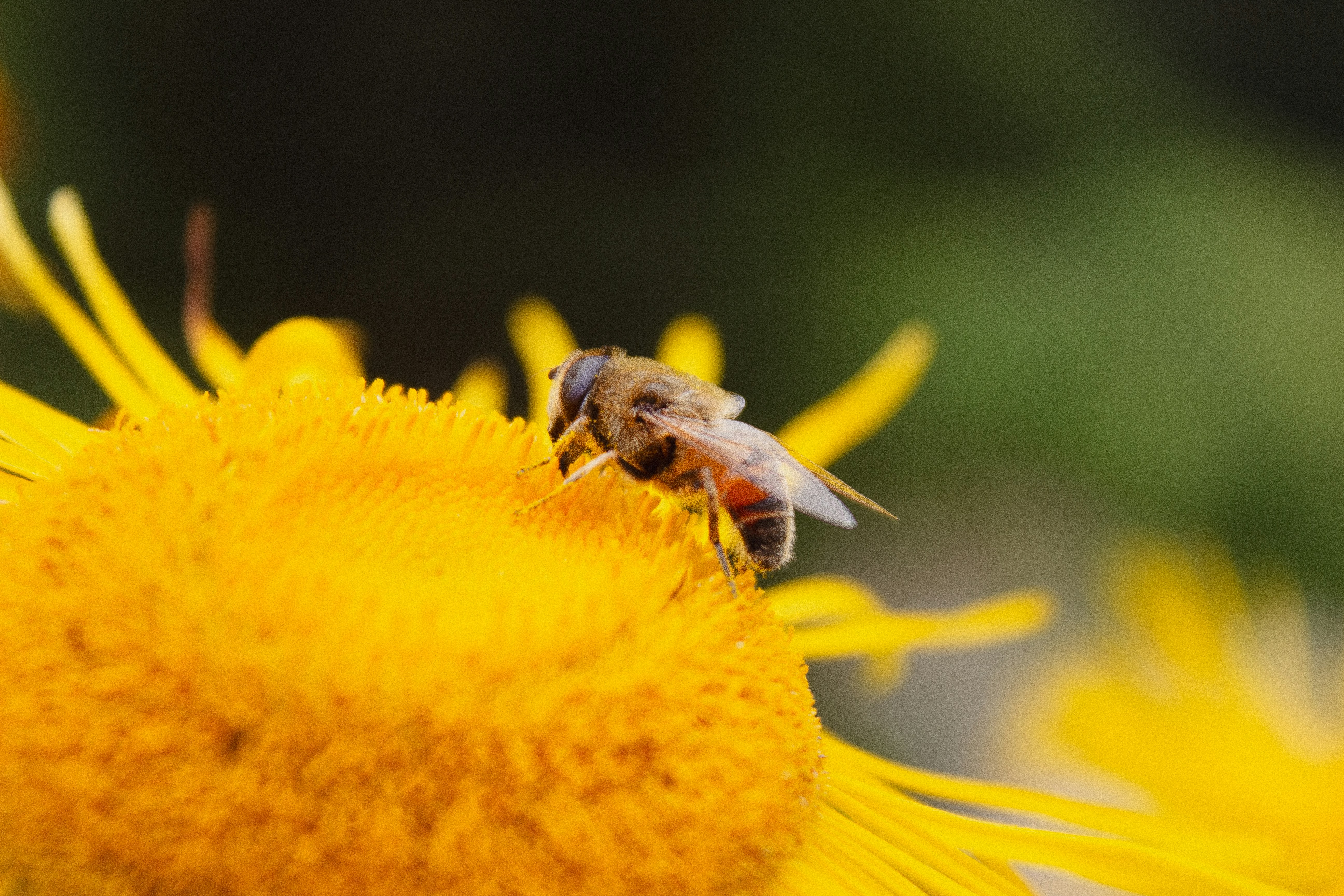 Buzz on a Golden Crown: A Bee at the Heart of a Sunlit Bloom