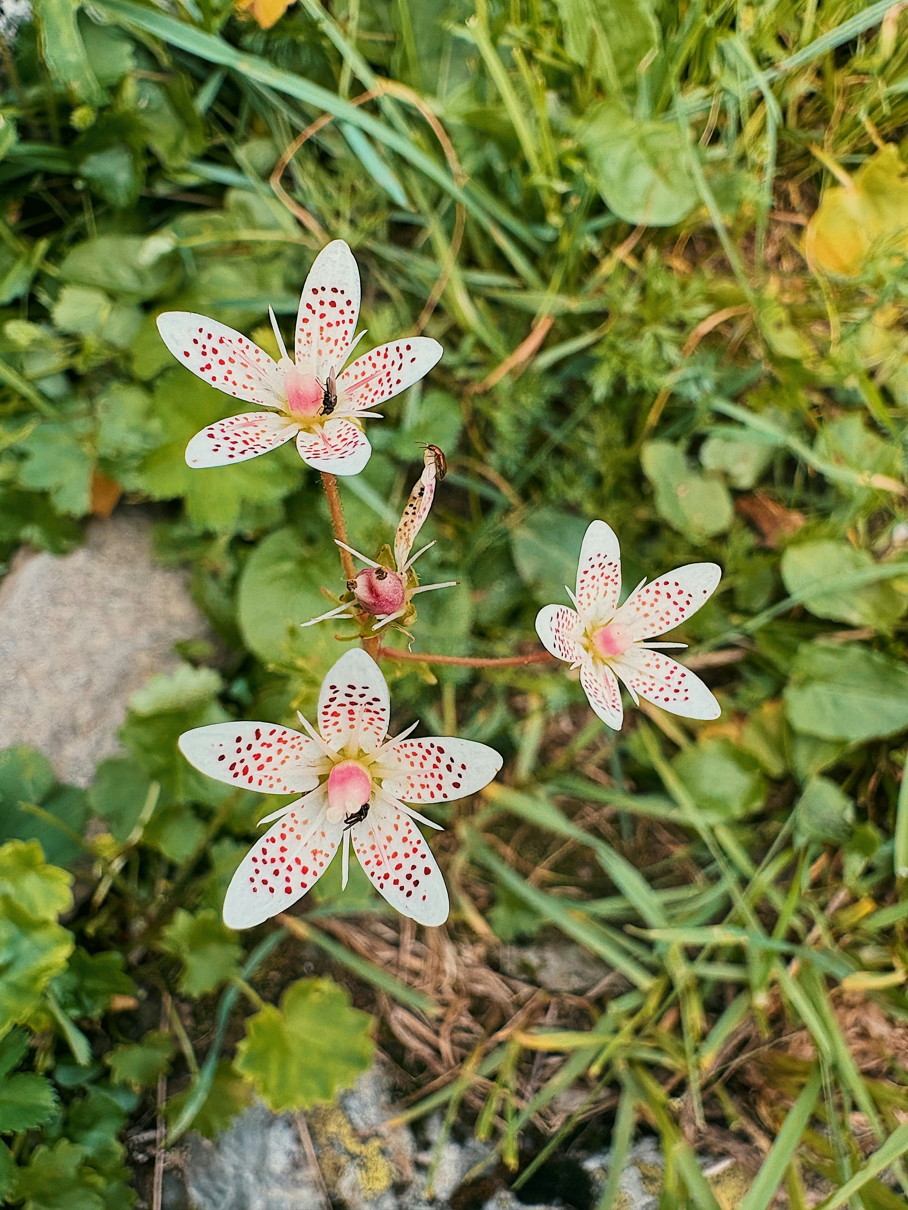 Cluster of delicate white flowers with pink centers and red speckles amid green foliage; a small gardener’s patch scene.