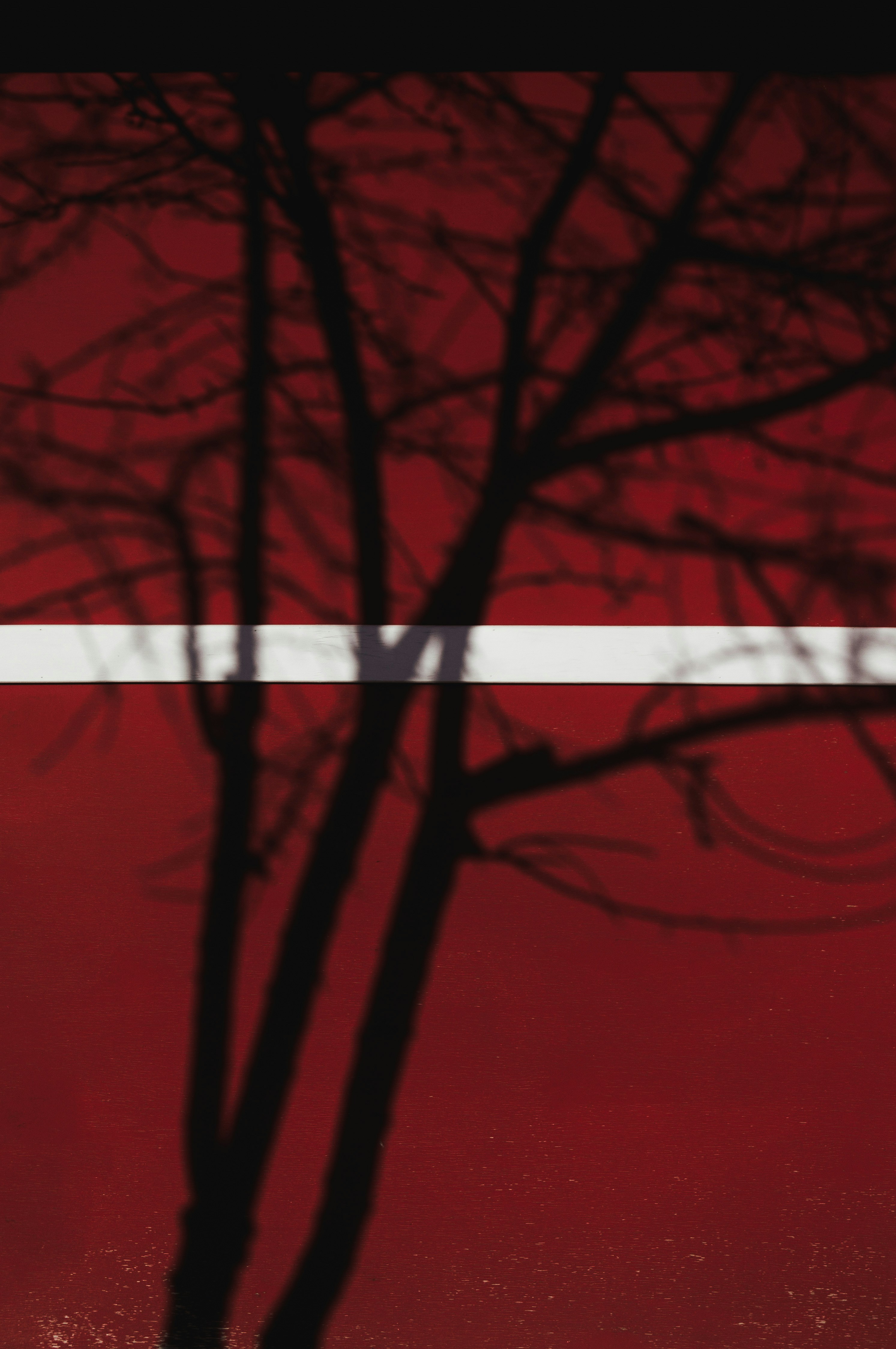 Red Corridor of Silence: A Bare Tree Against a Glowing Veil