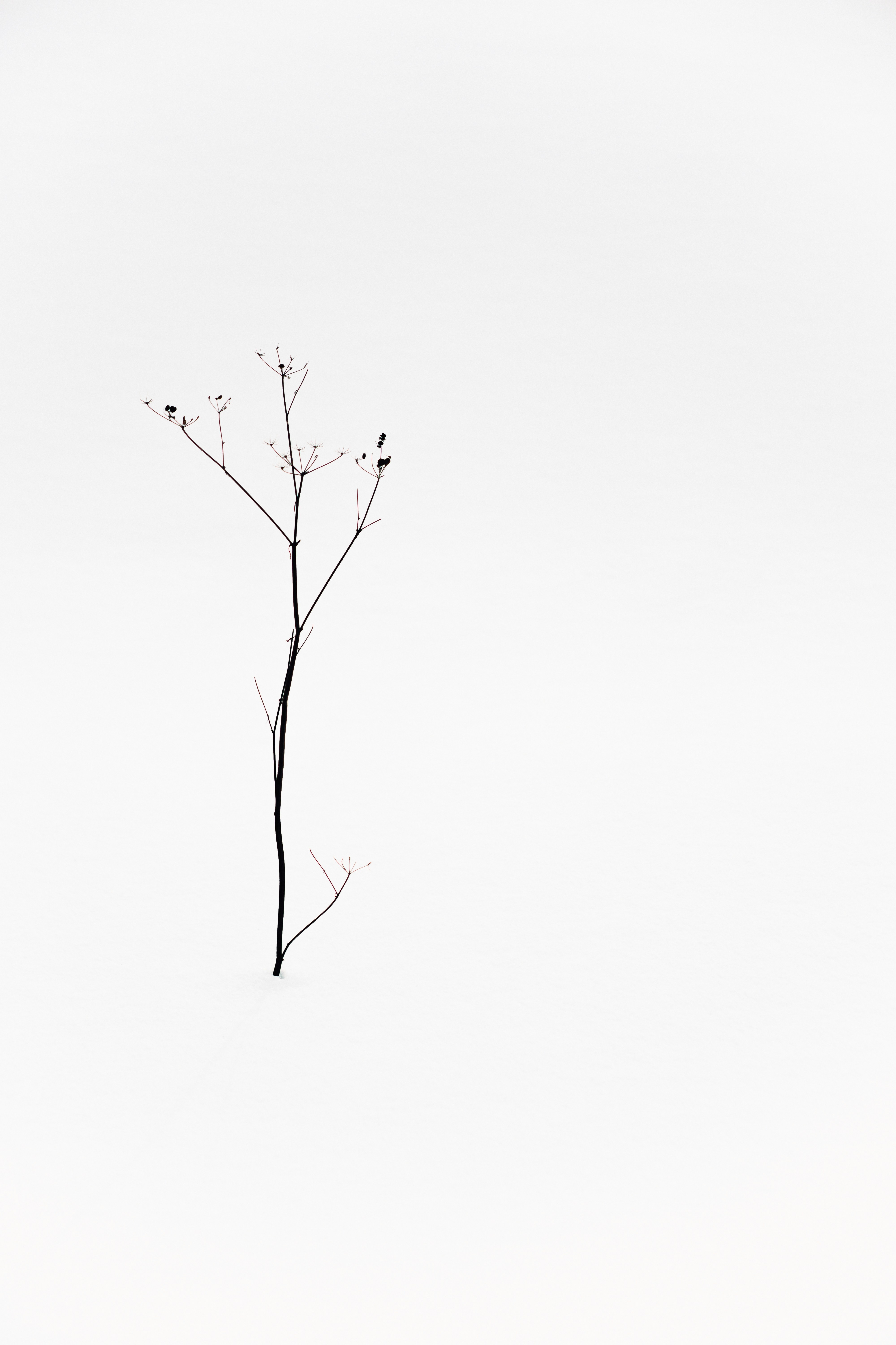 Bare Stem in a Sea of White