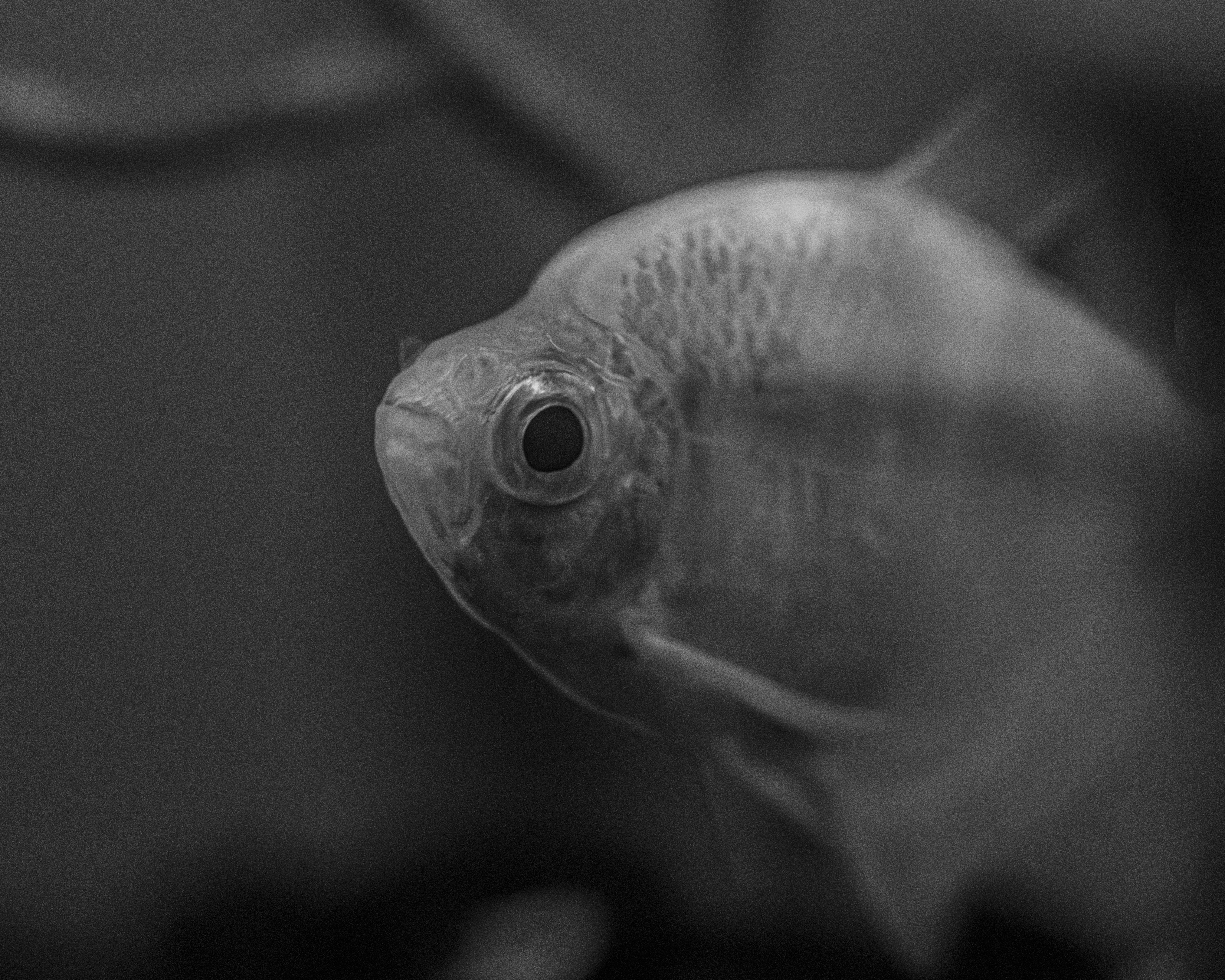 Close-up of a Curious Gaze: Focus on the Fish in Mono