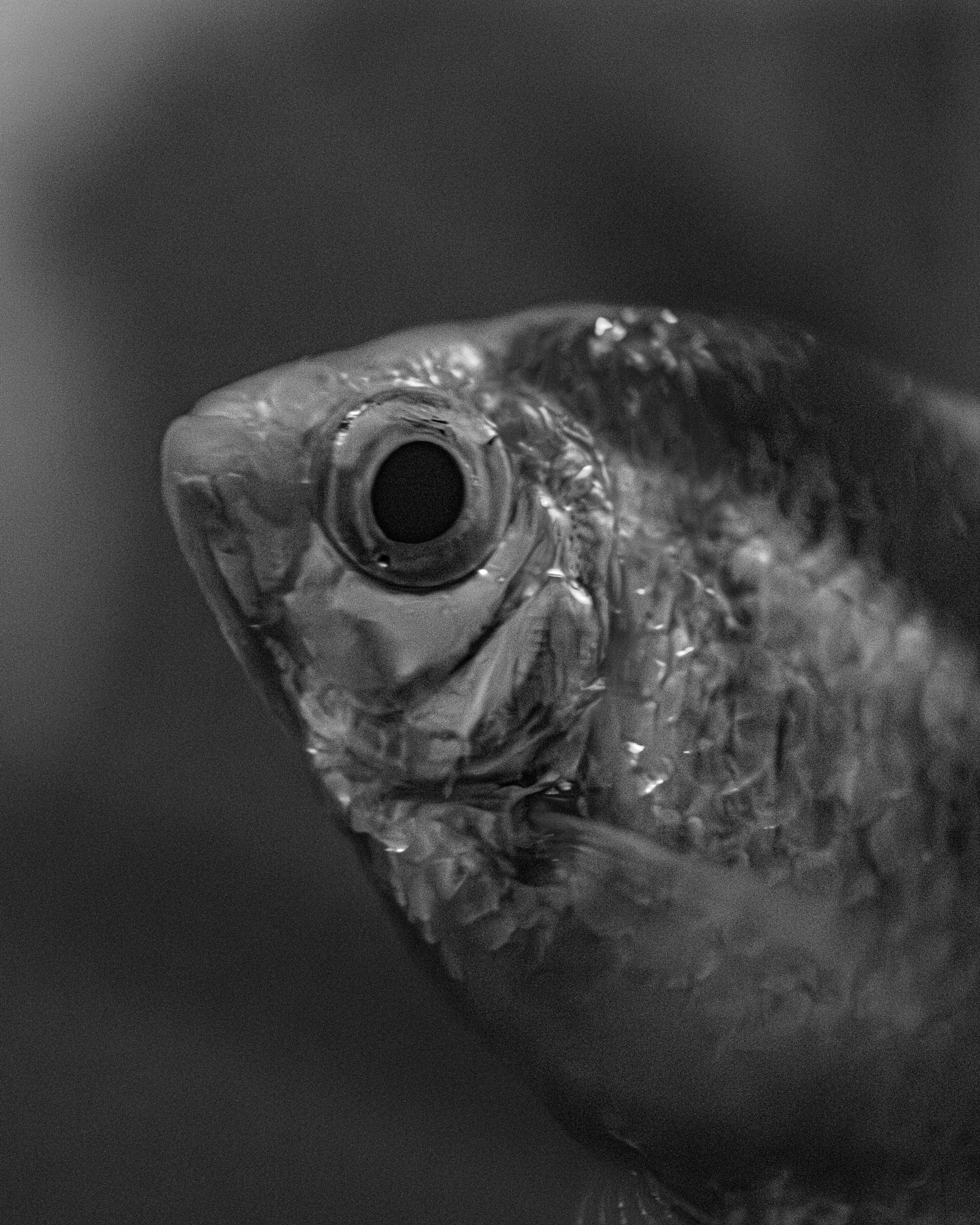 Close-Up of a Fish Eye: Dark Gazer in Macro Black-and-White