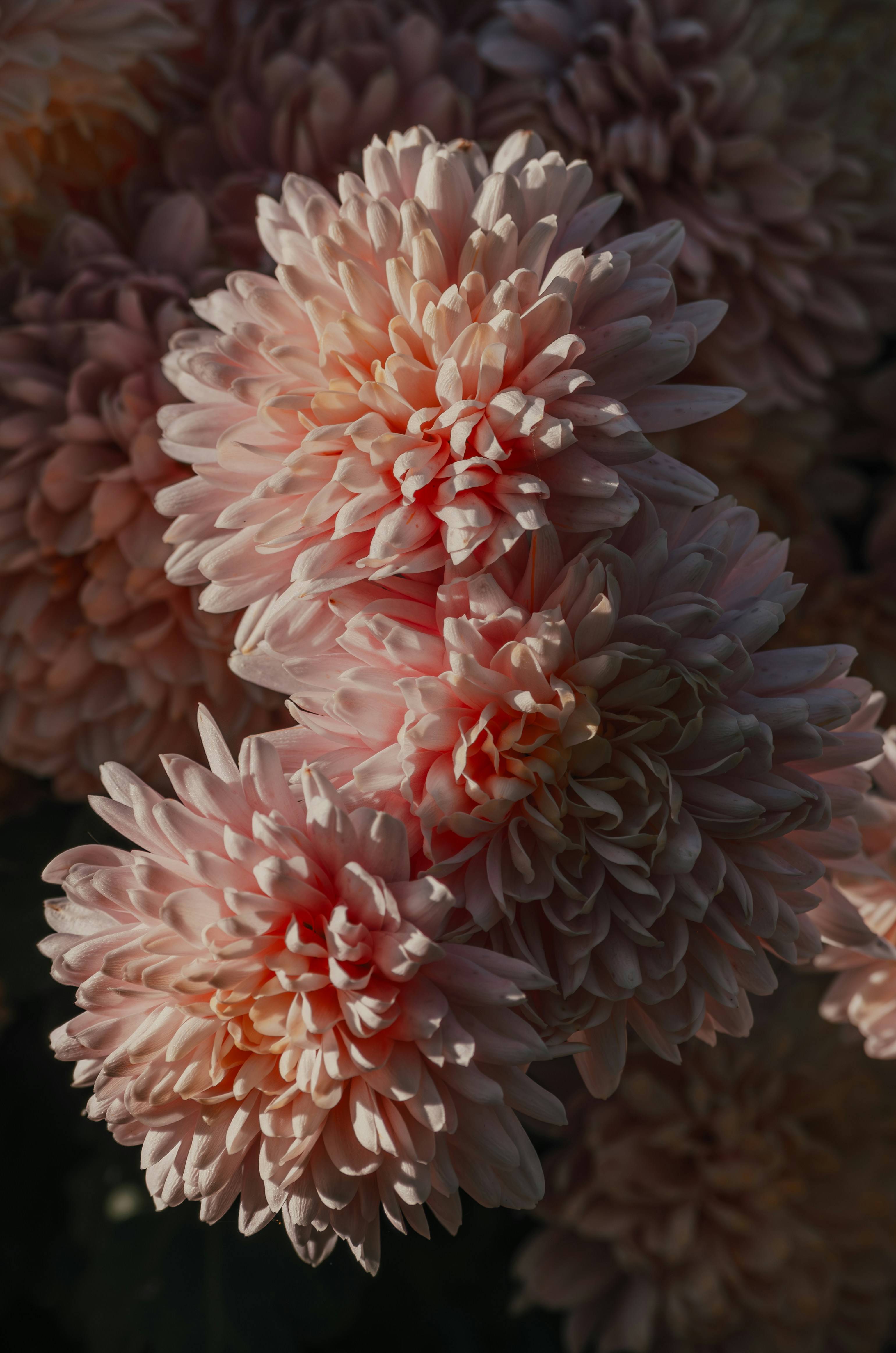Petals of Dawn: Soft Pink Chrysanthemums in Quiet Light