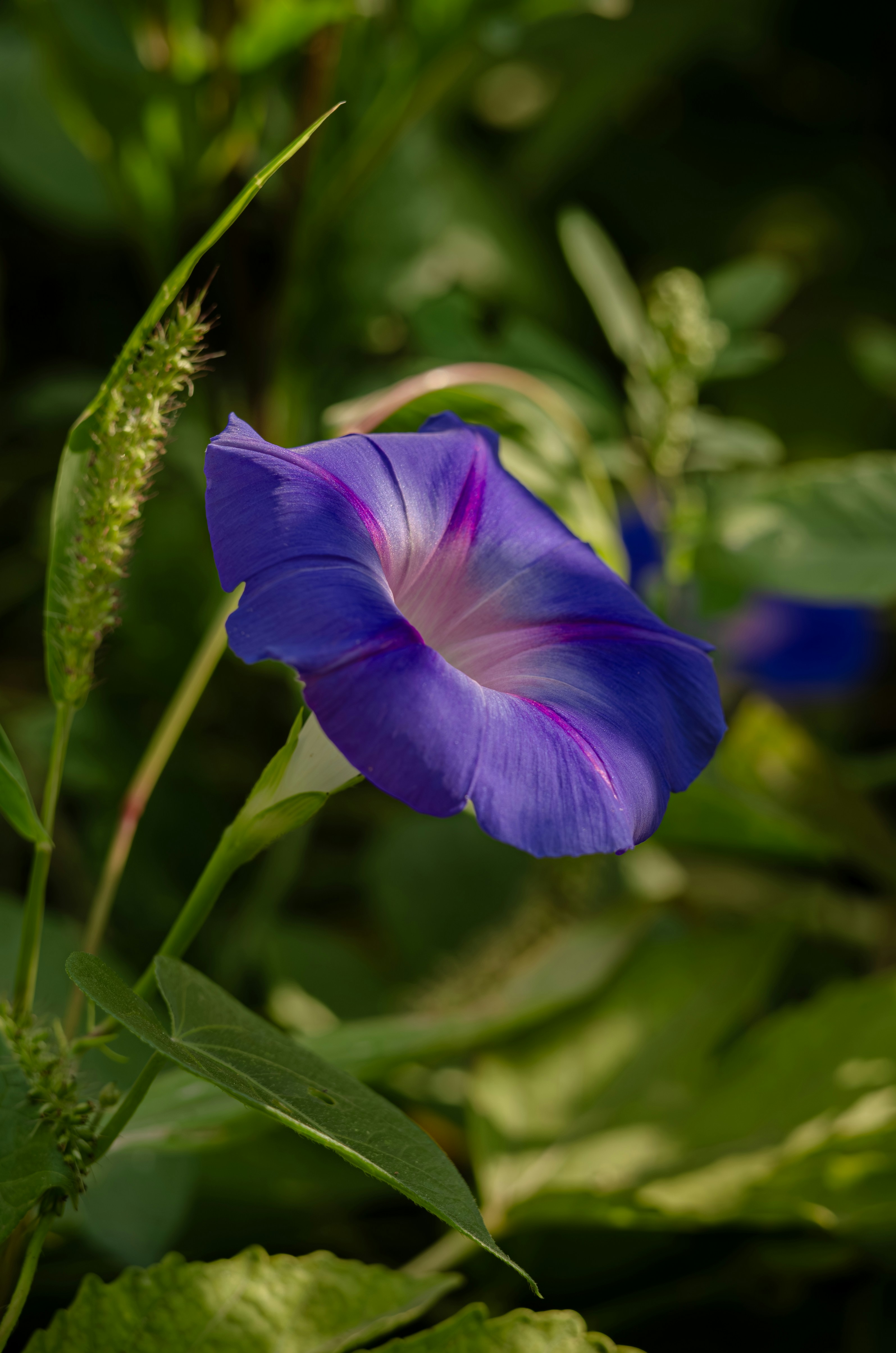 Velvet Violet Wake: A Morning Bloom With Laser-Cilled Edges