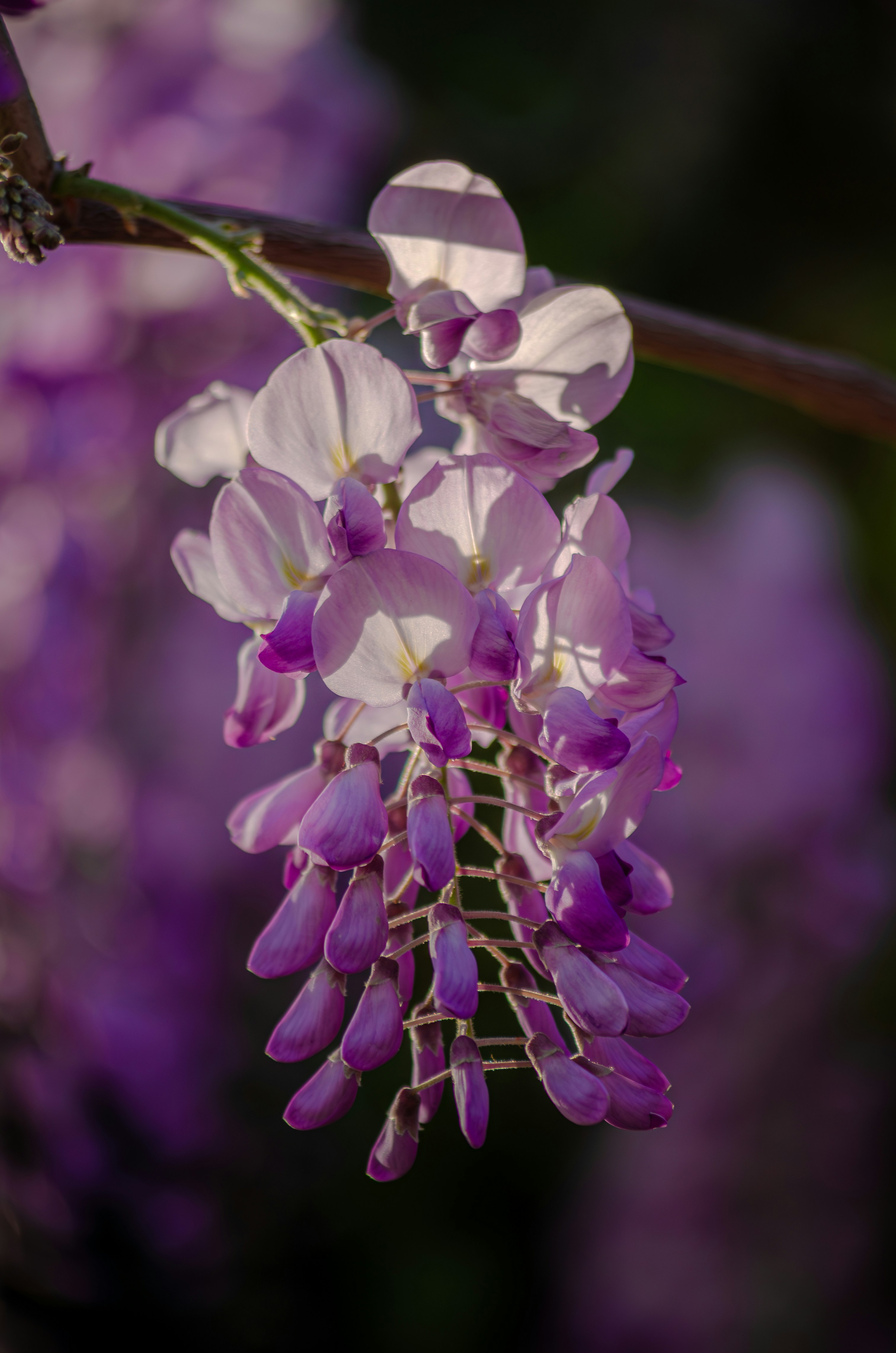 Lilac cascade: a close look at a blooming wisteria cluster