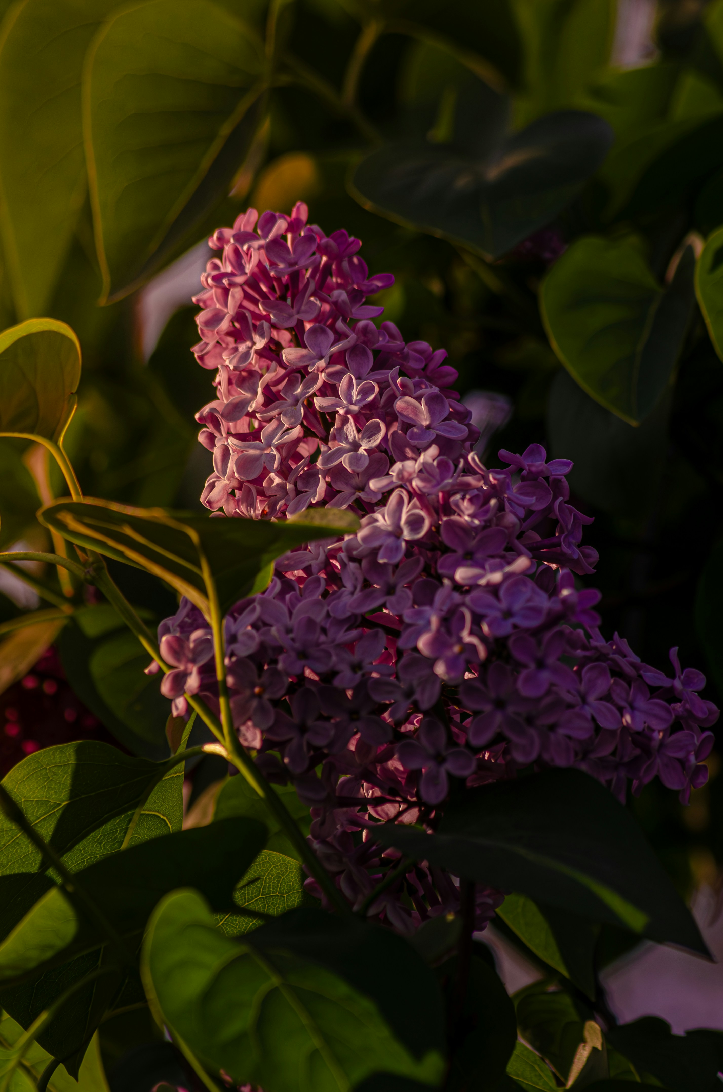 Late-afternoon Lilac Burst Among Green Cast