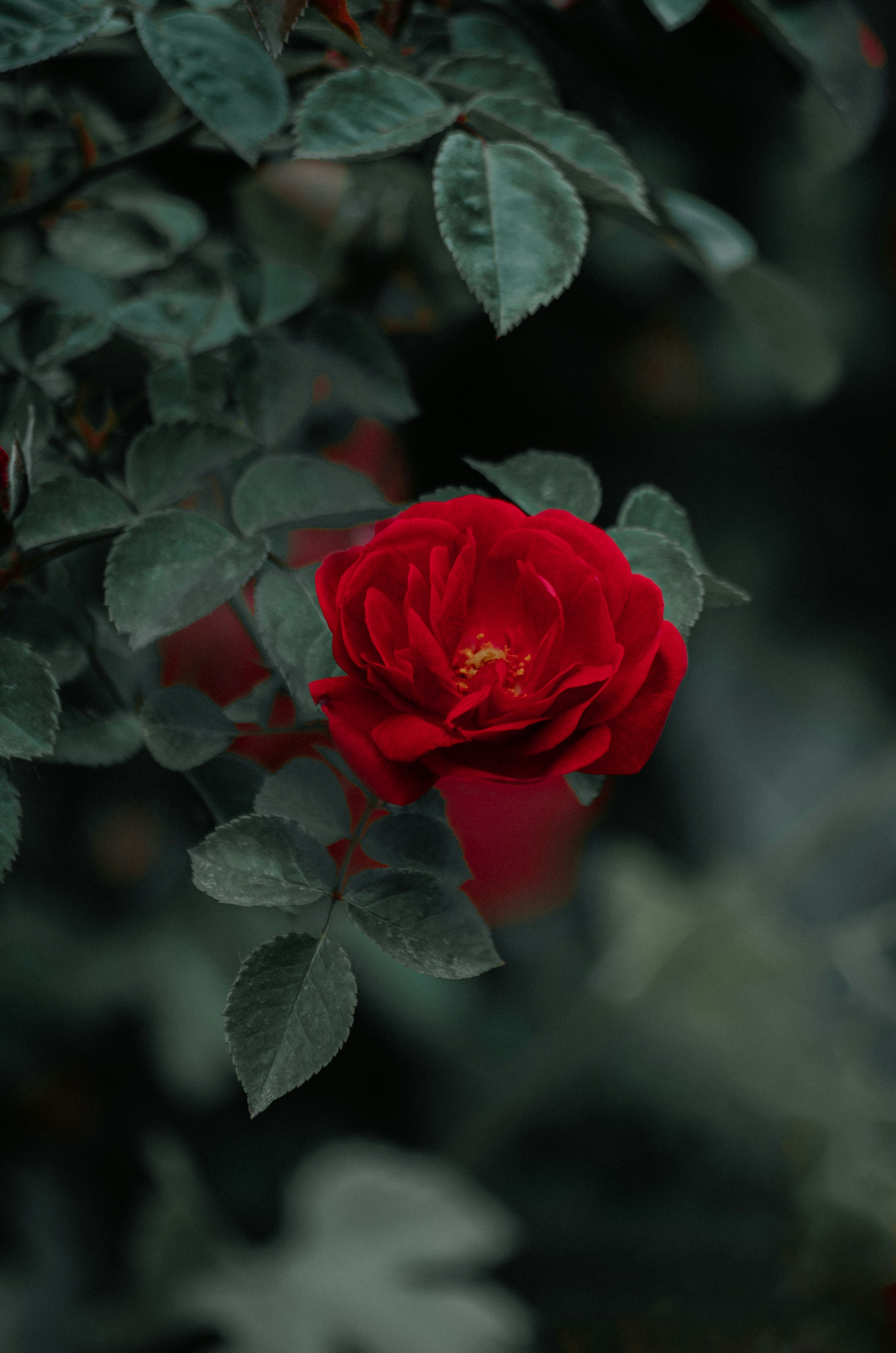 Crimson Bloom: A Red Rose Amid Frosted Foliage