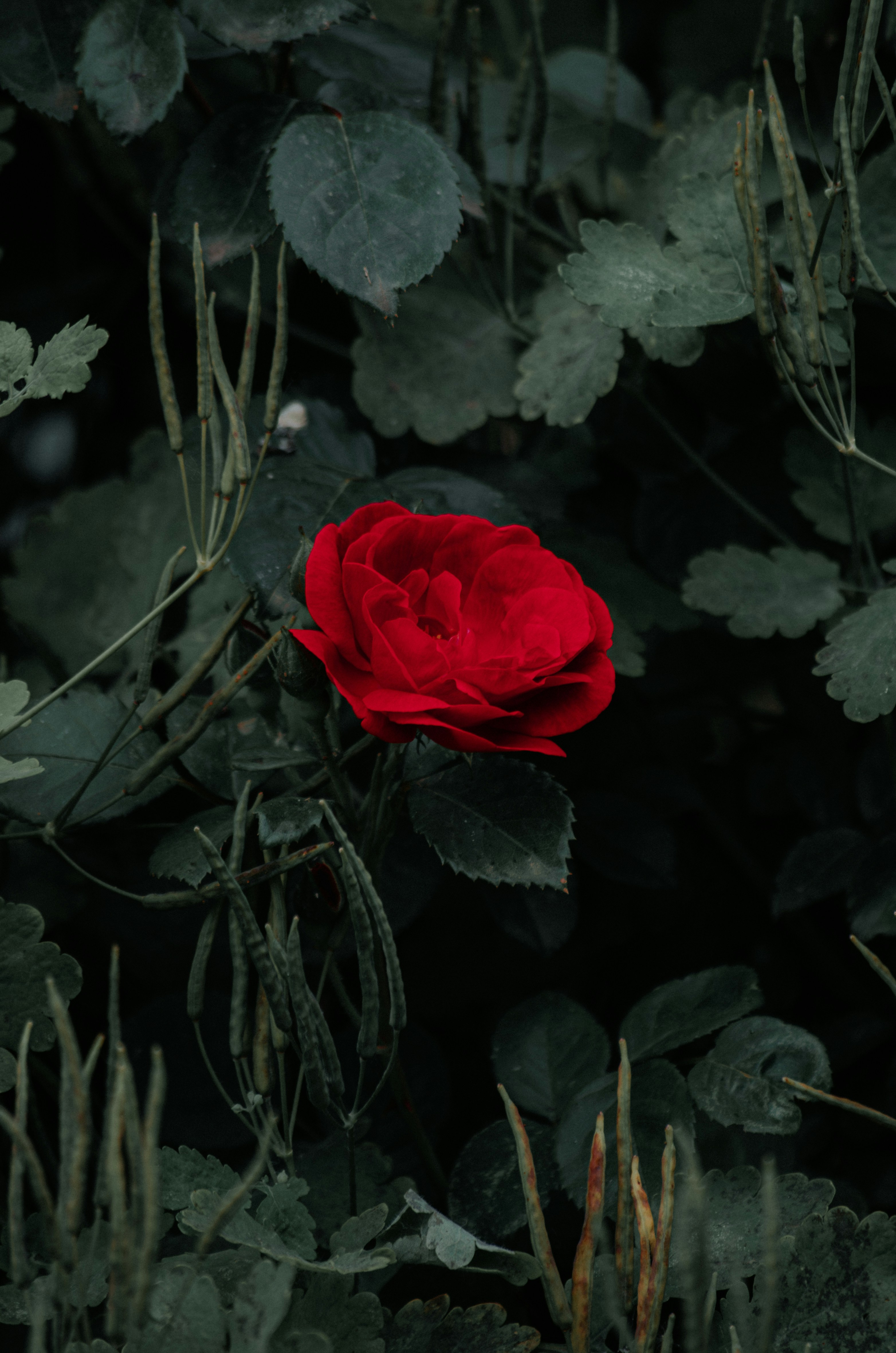 Crimson Rose in Secret Garden Night