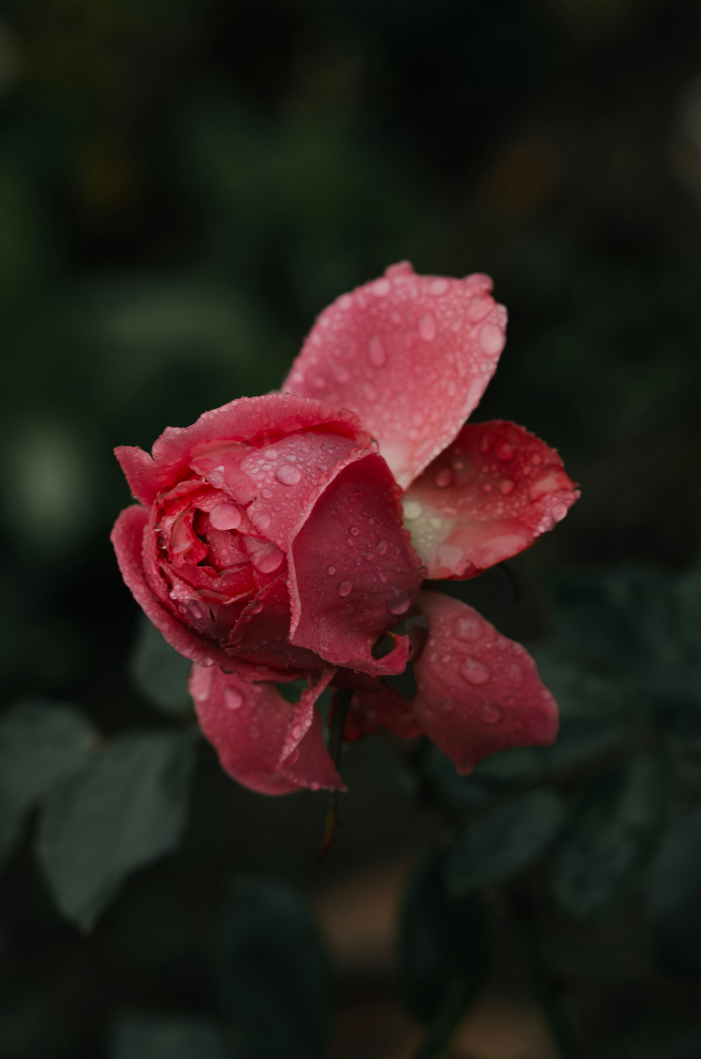 Dew-kissed Rose in Soft Focus