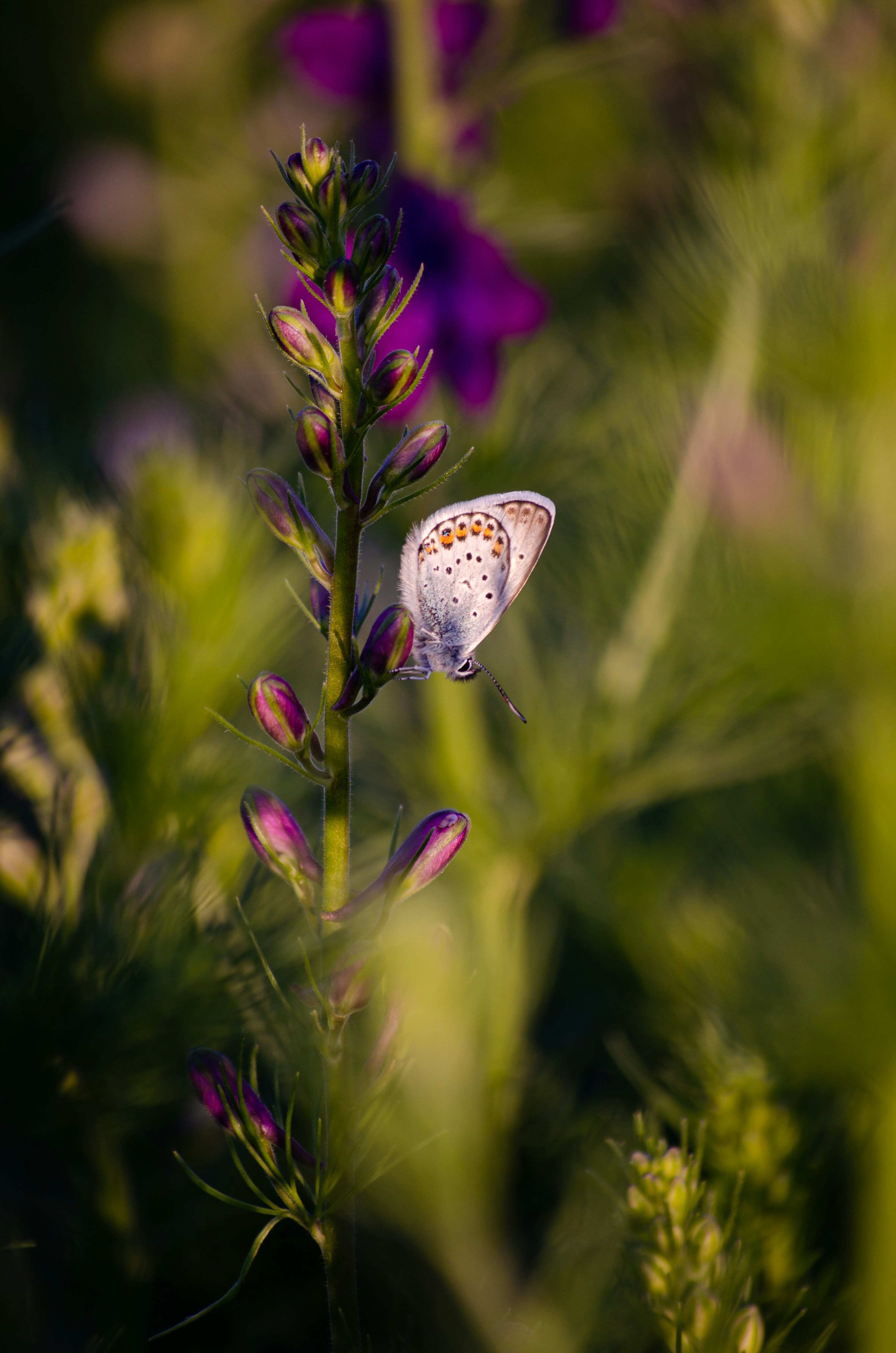 A Delicate Flutter: White Admiral on Lavender Stalk