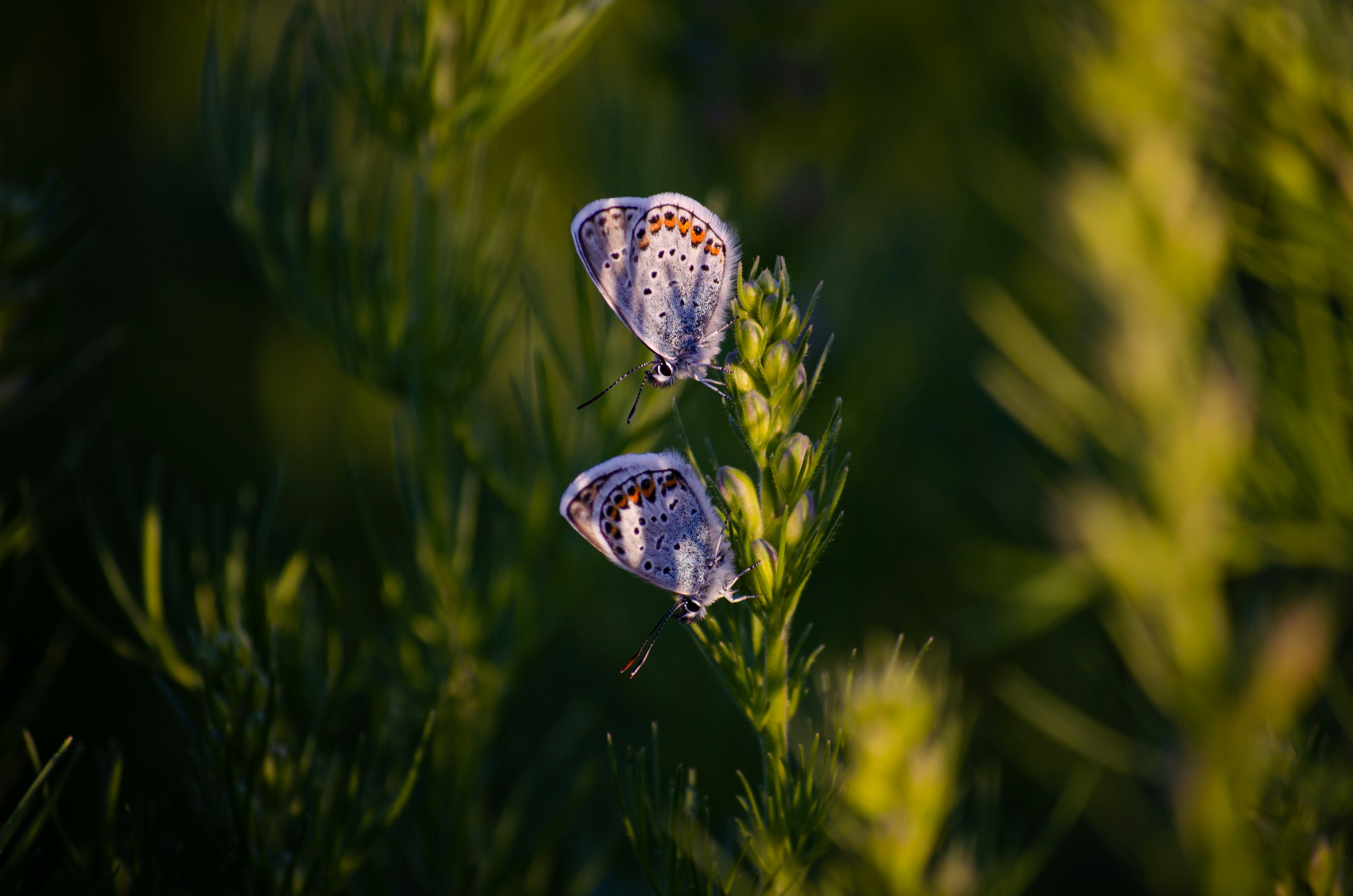 Two Blue Butterflies on a Sunlit Pine Needle