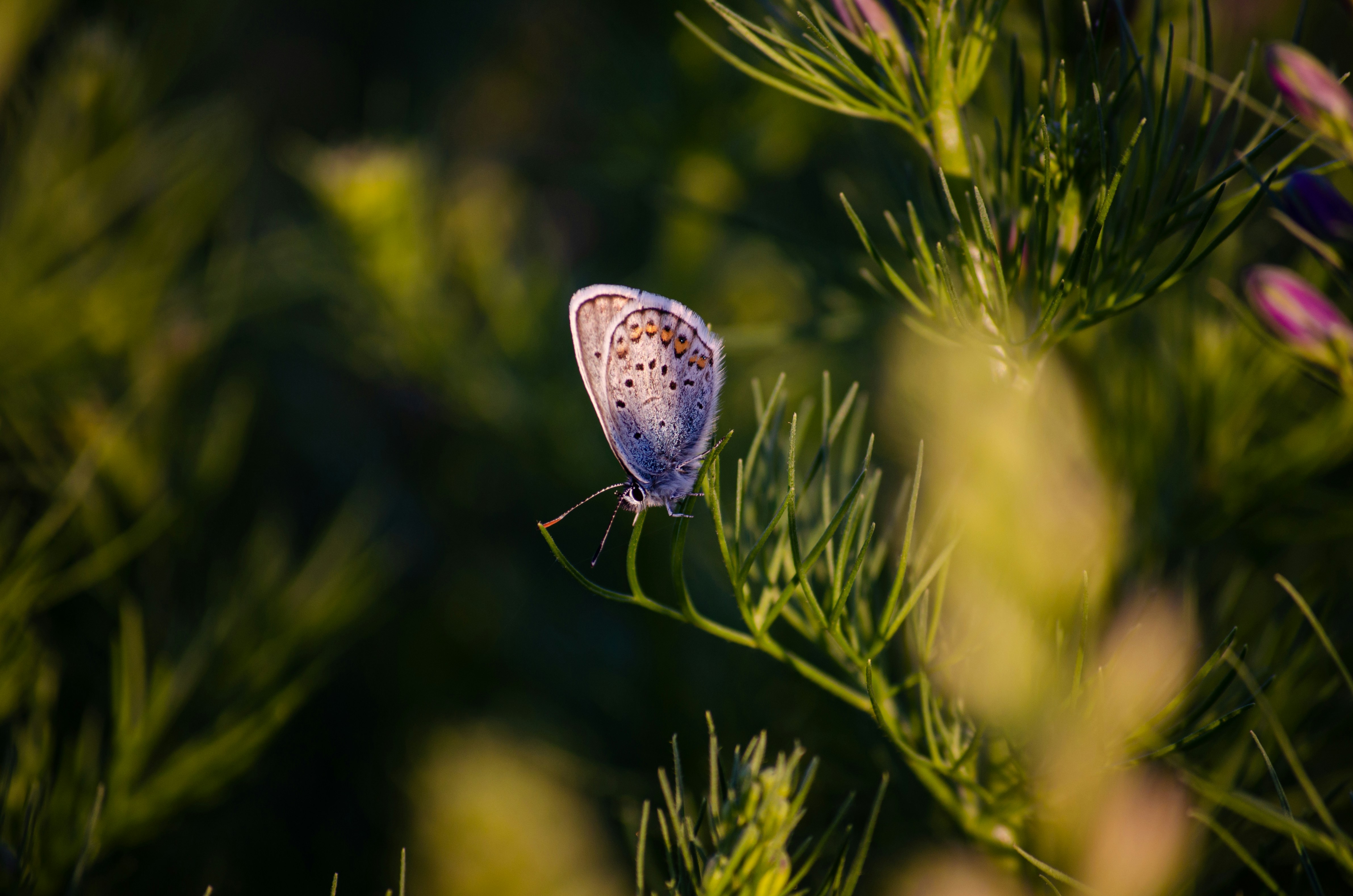 Muted Blue Butterfly Among Pine Whispers