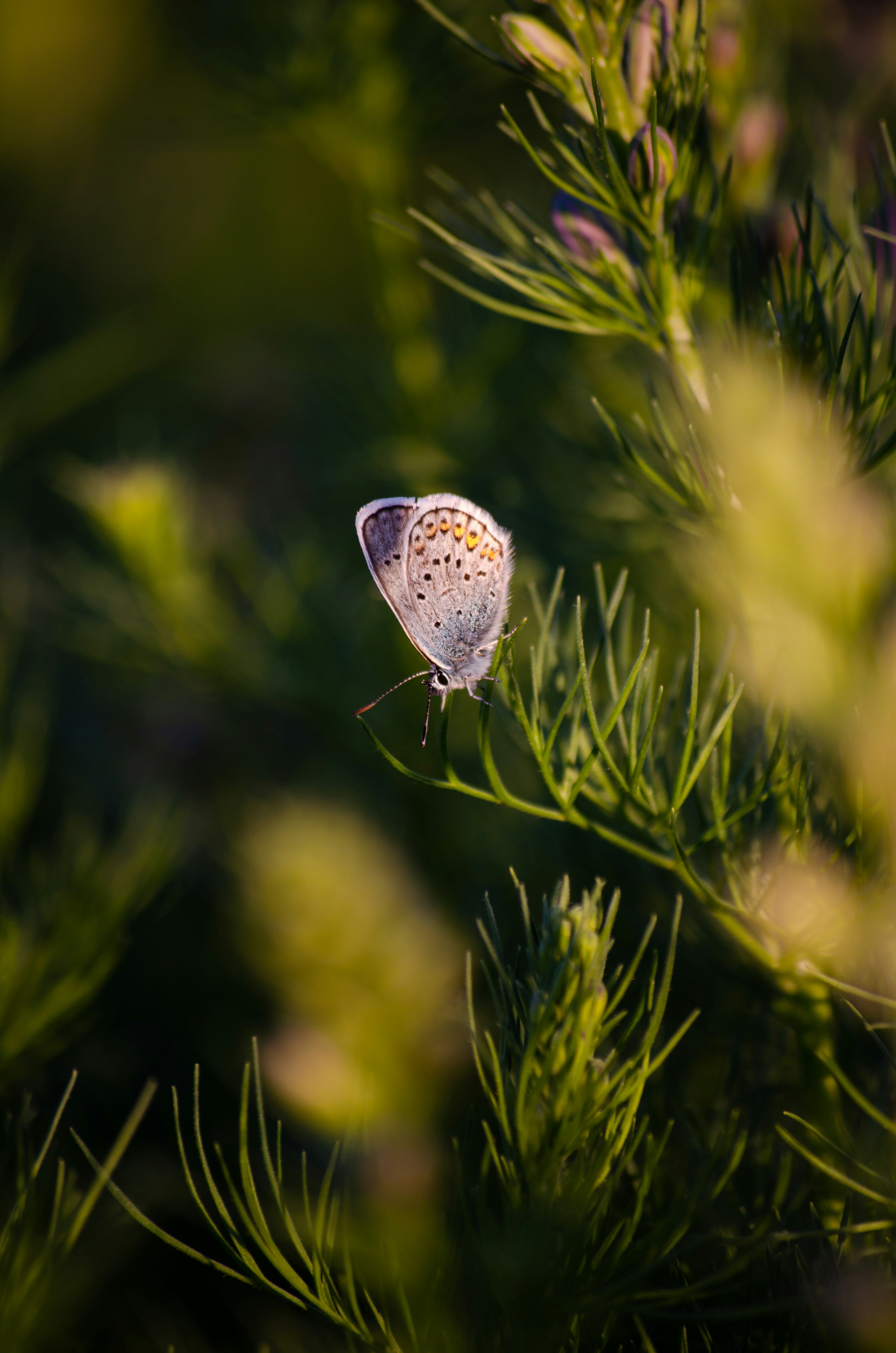 Quiet Moment: a Bluebell Butterfly Pauses in Dappled Light