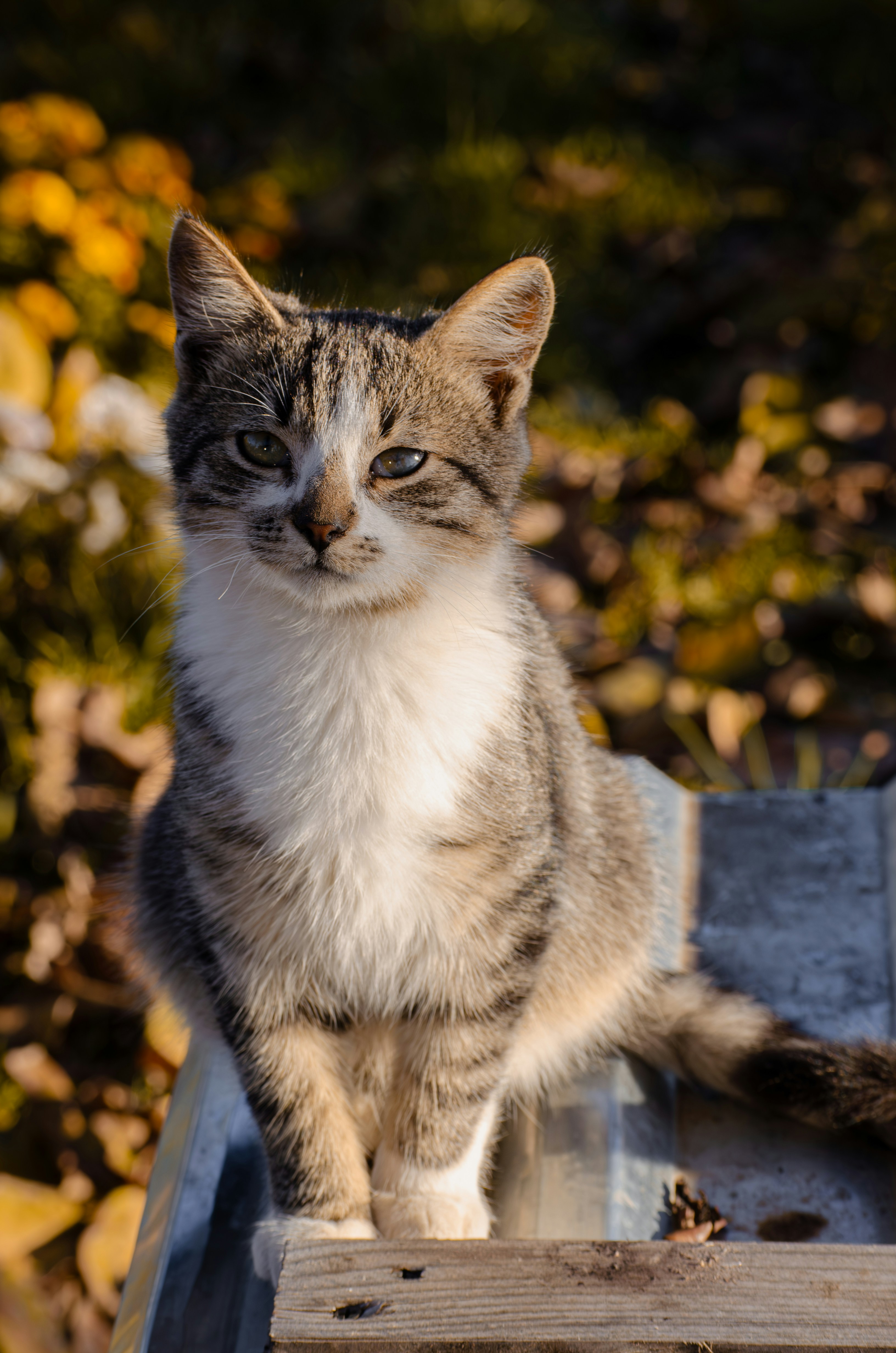 Soft-Eyed Guardian of Autumn Light