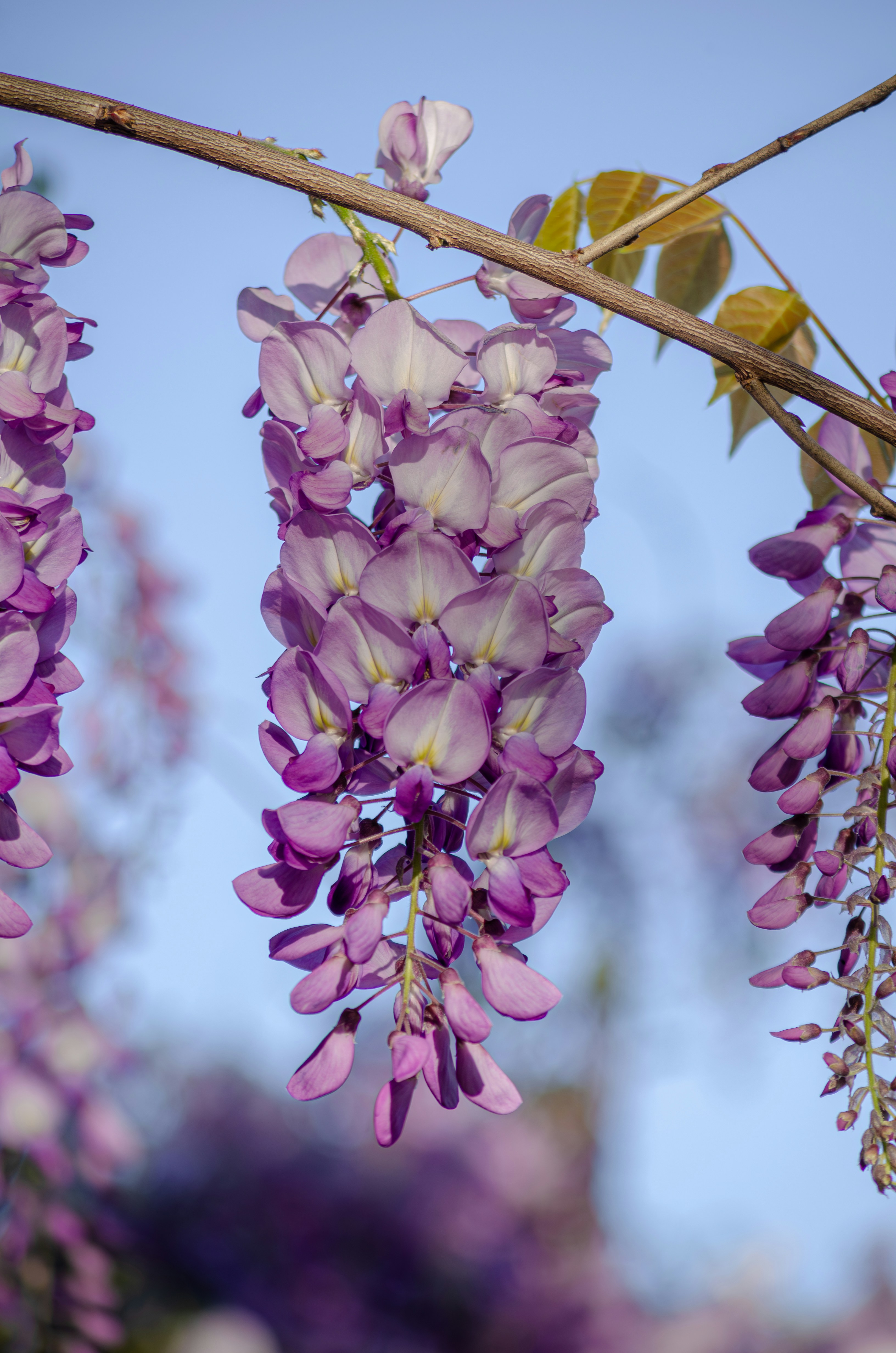 Cascade of Orchid-Purple Blooms Framed Against a Clear Sky