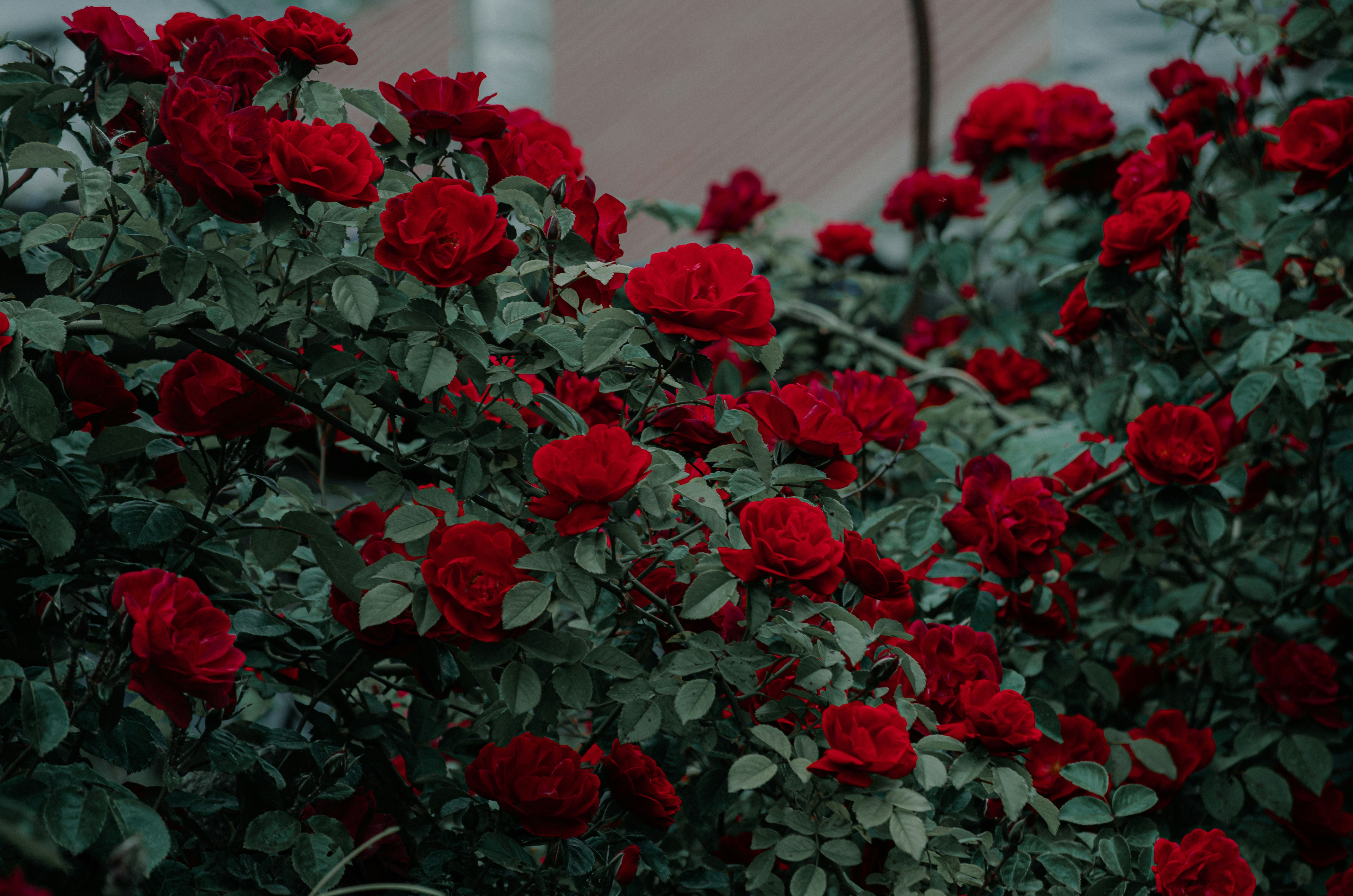 Crimson Rose Chorus: A Dense Bed of Velvet Petals