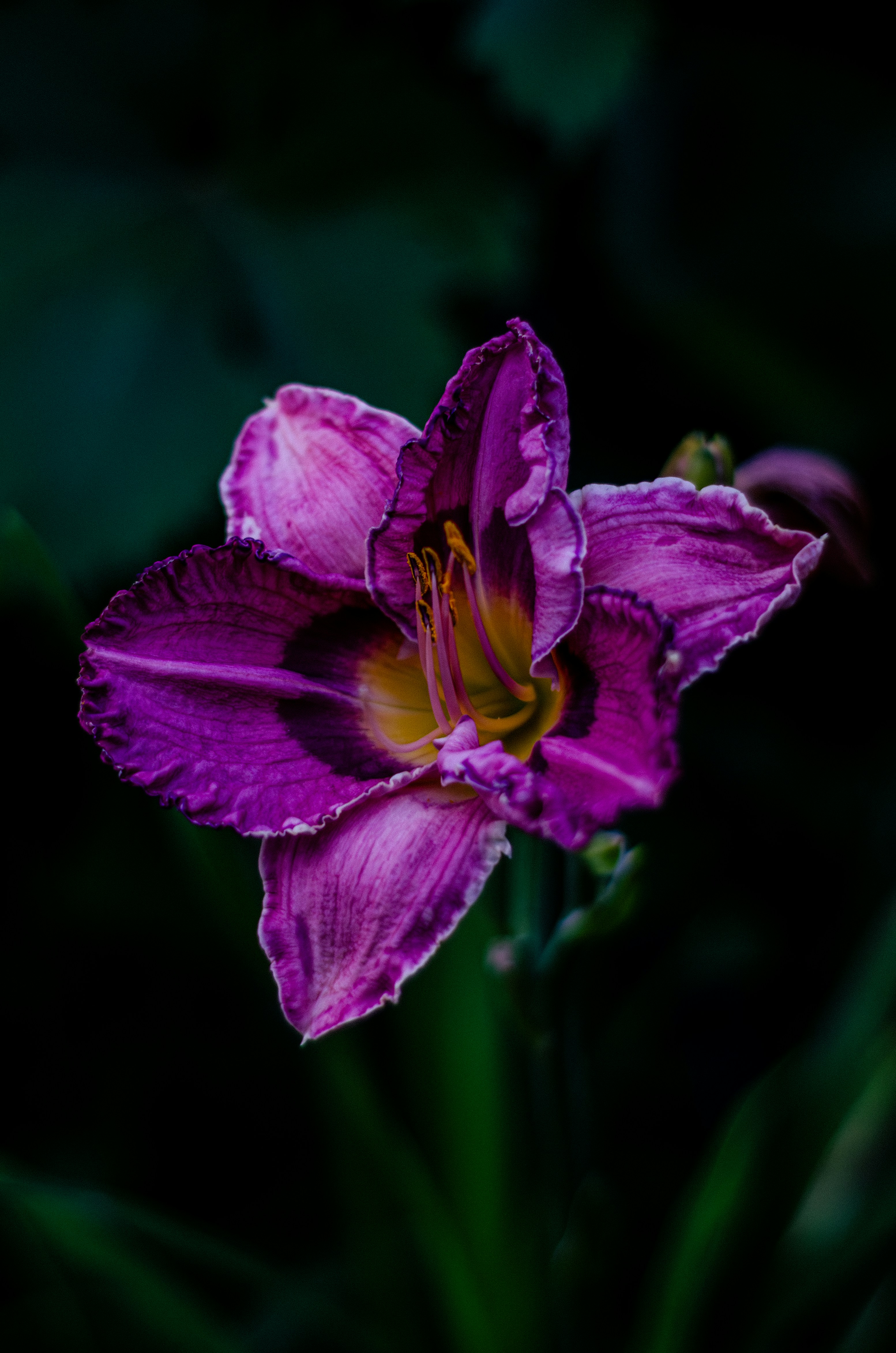 Vibrant violet daylily blooms against a dark, green background, showcasing intricate petal textures and yellow throat details.