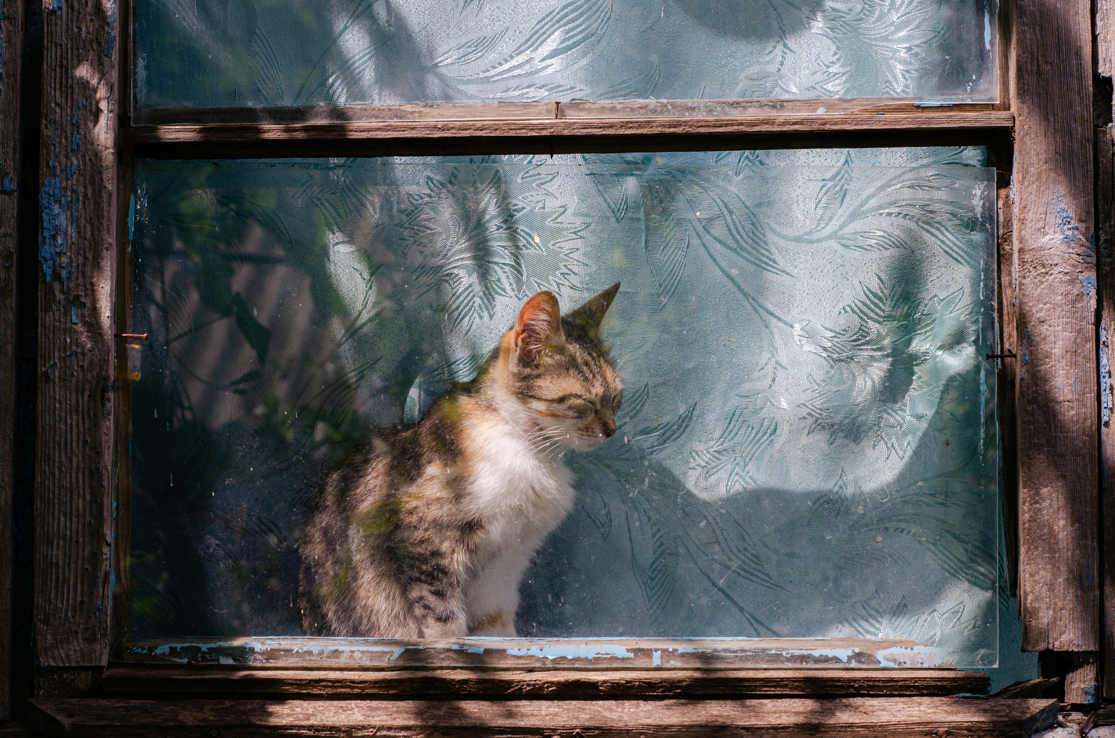 Cat in a Wooden-framed Window Seat