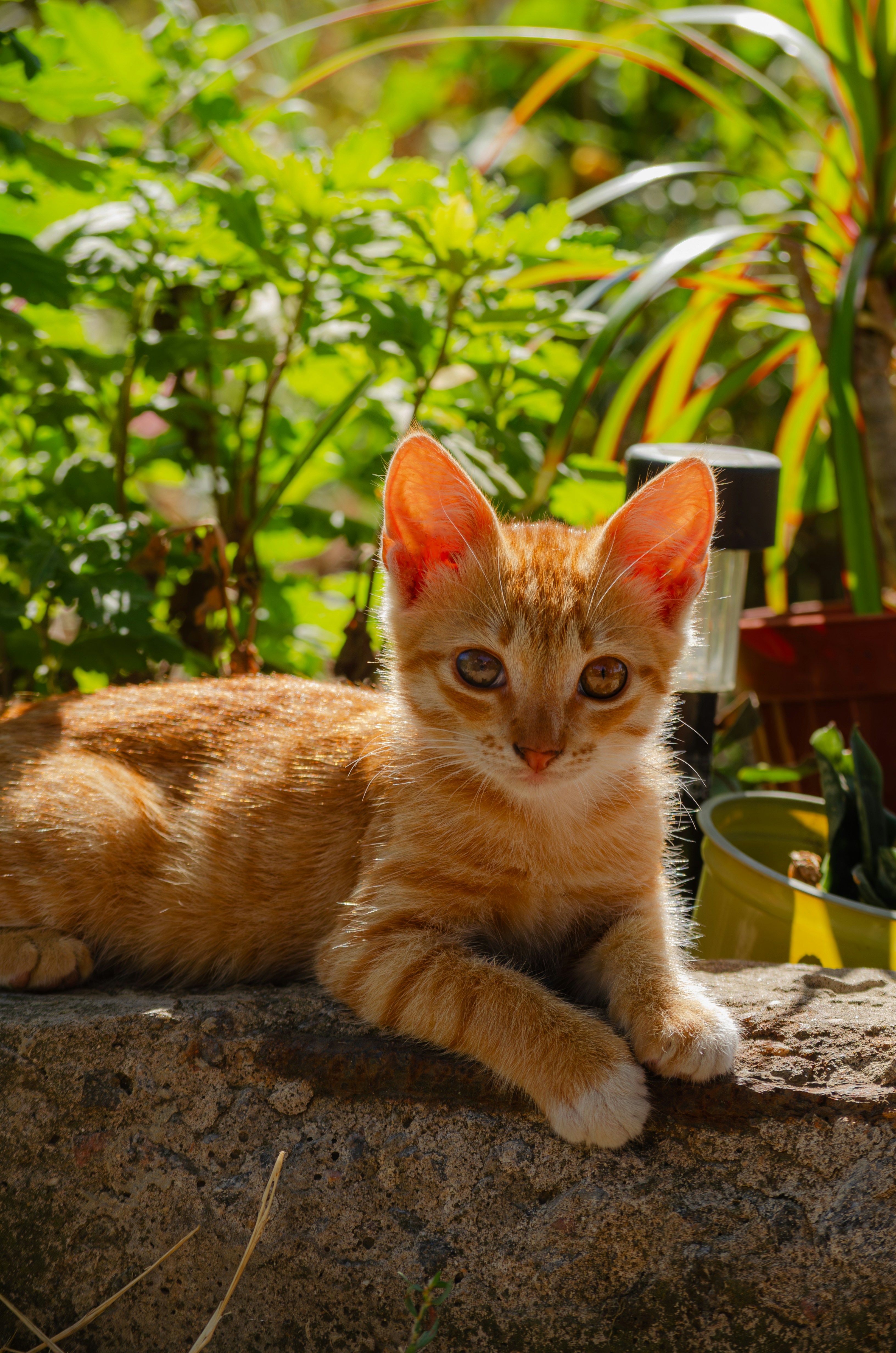 An adorable ginger kitten relaxing on a sunny stone ledge.