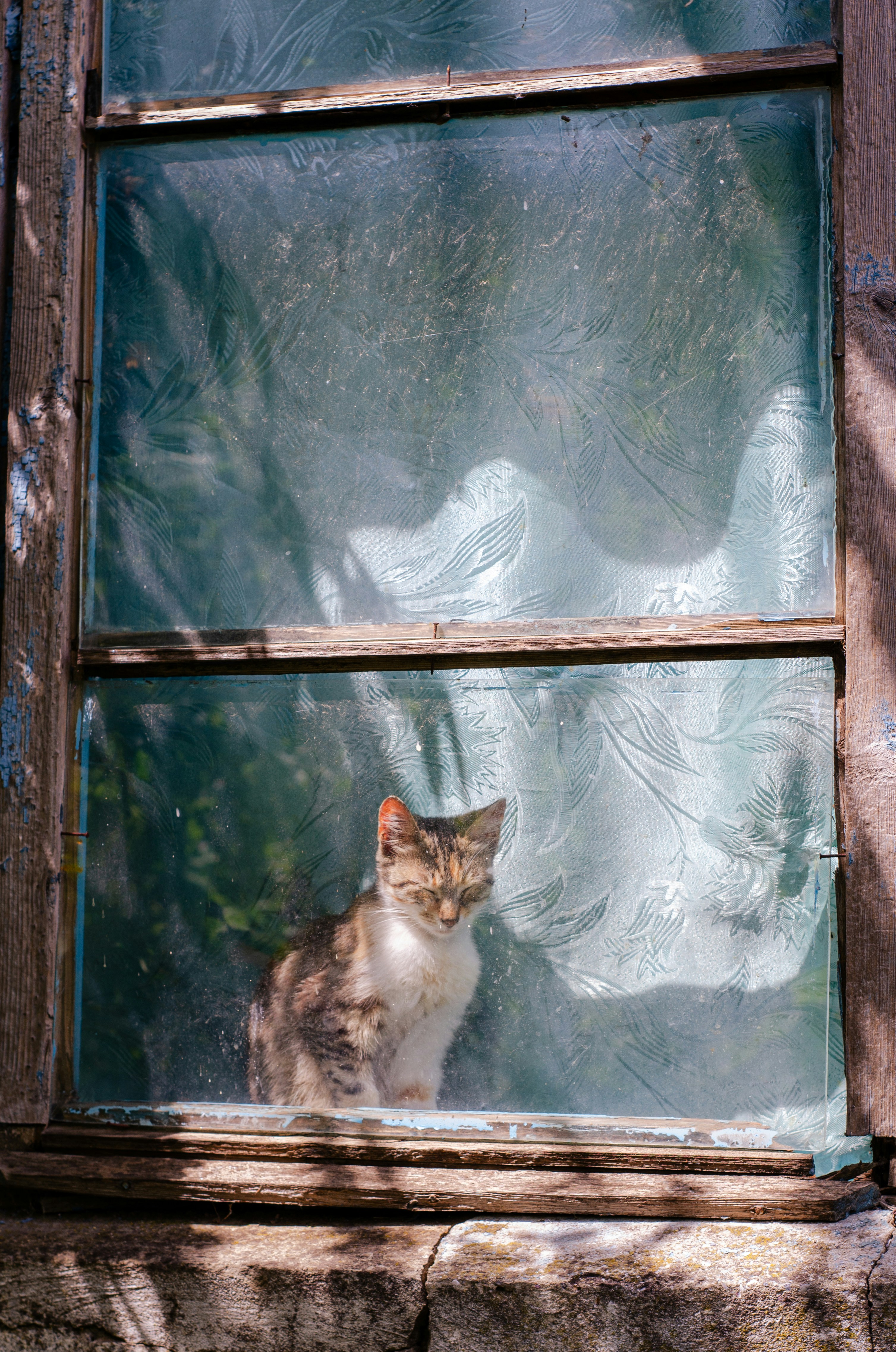 Curious Cat at the Frosted Window