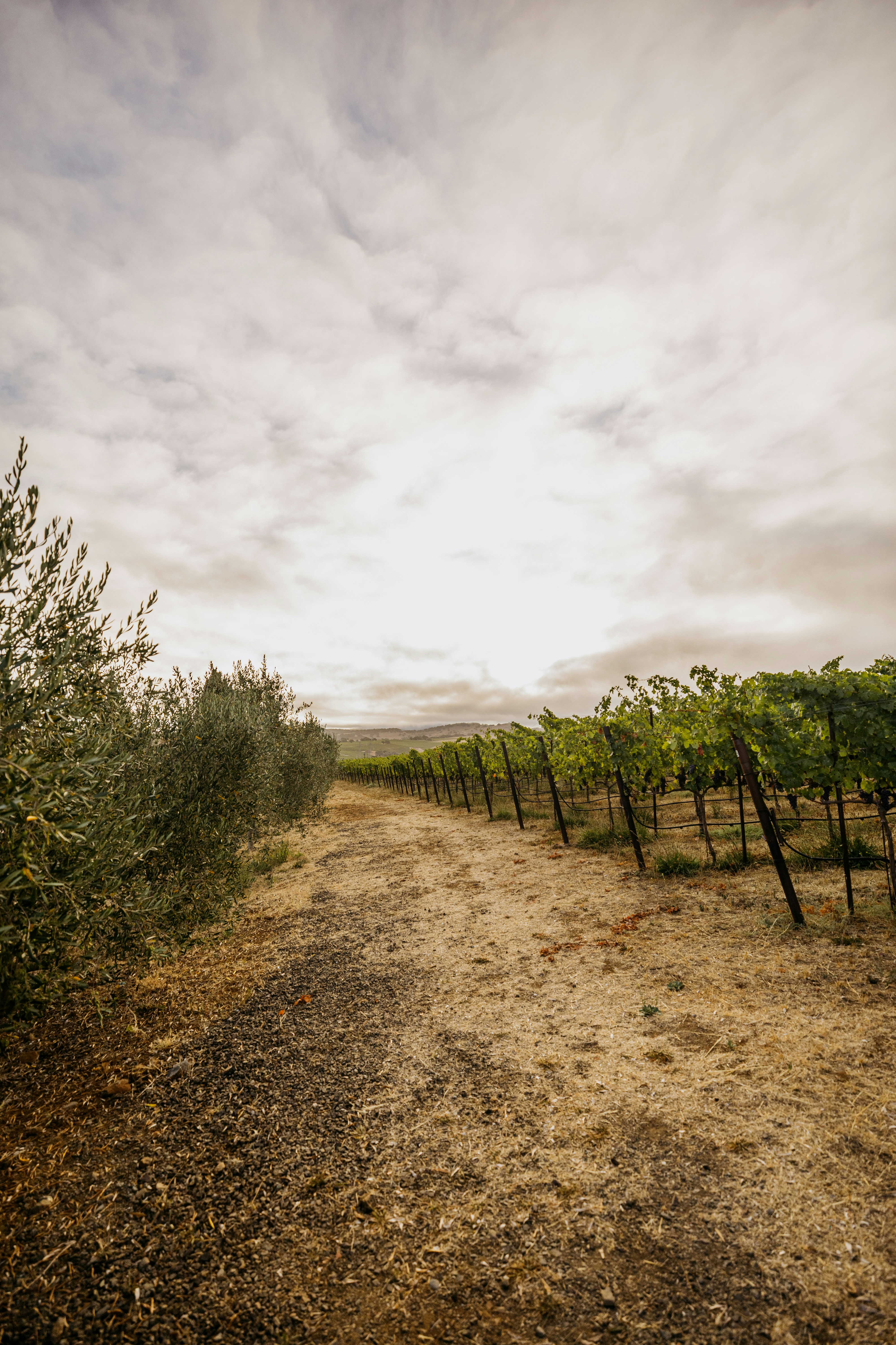 Dusty Path Through a Vineyard at Dusk