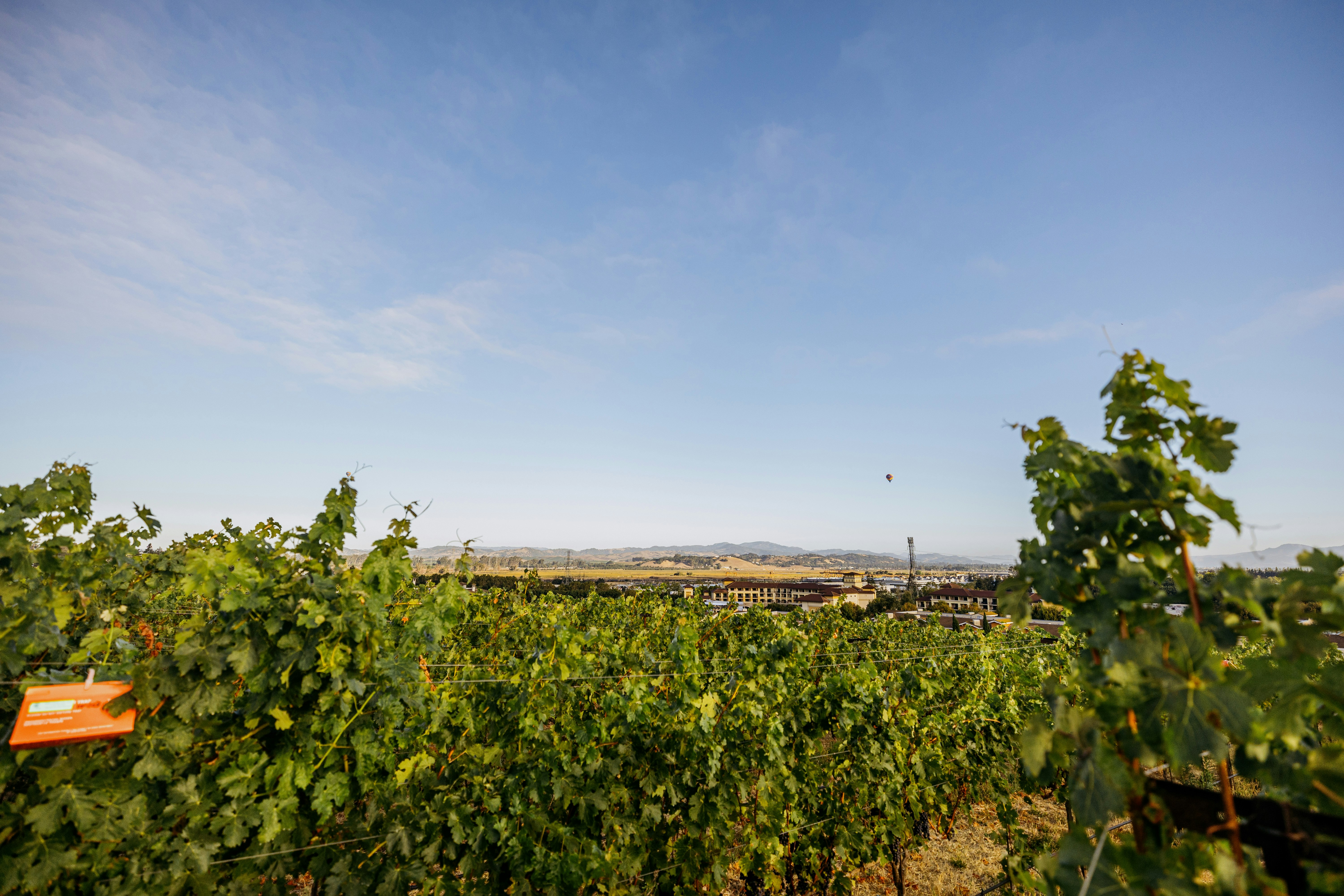 Vineyard Horizon: Rows of Green Under a Clear Sky