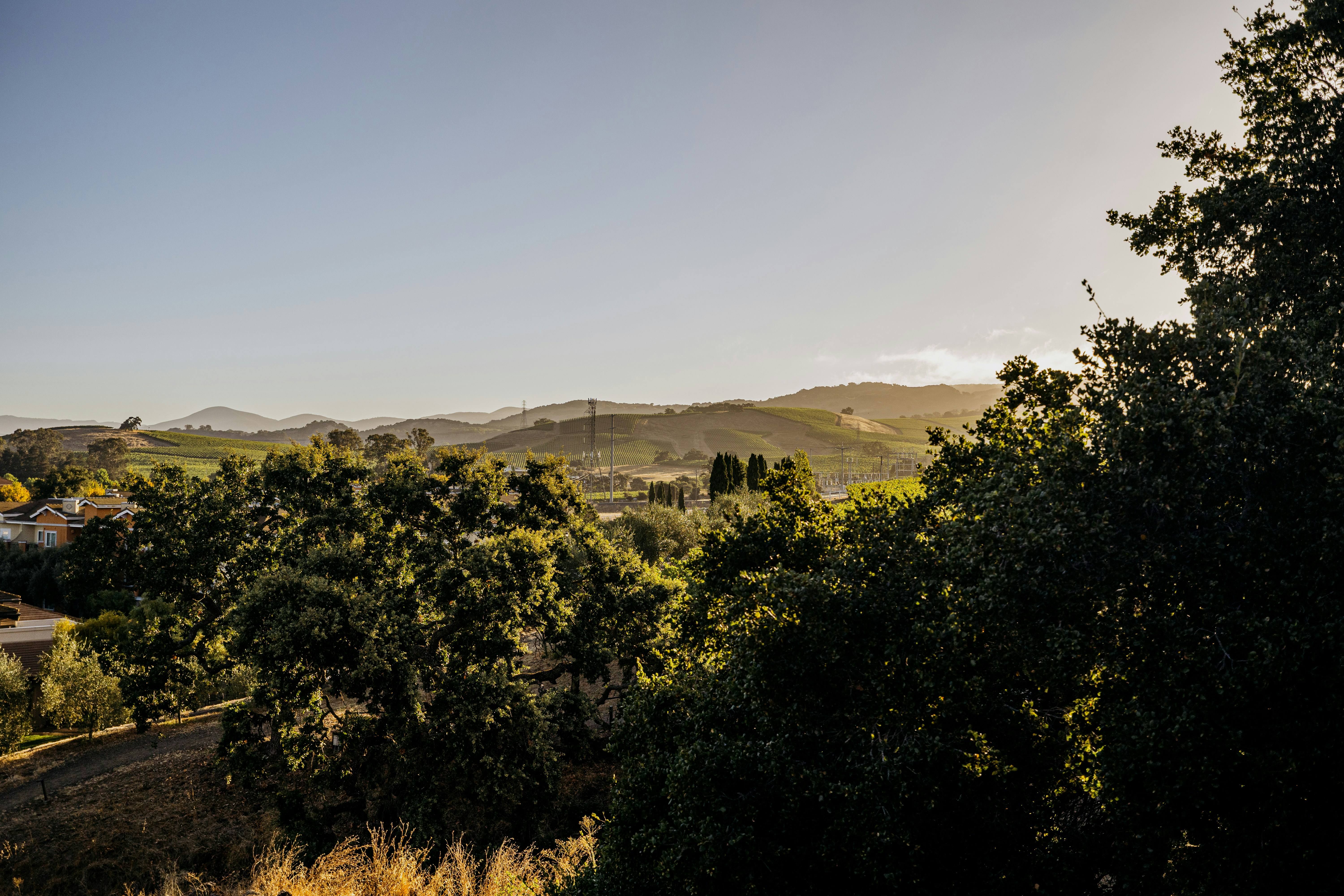 Golden Hills Beneath a Quiet Sunsweep
