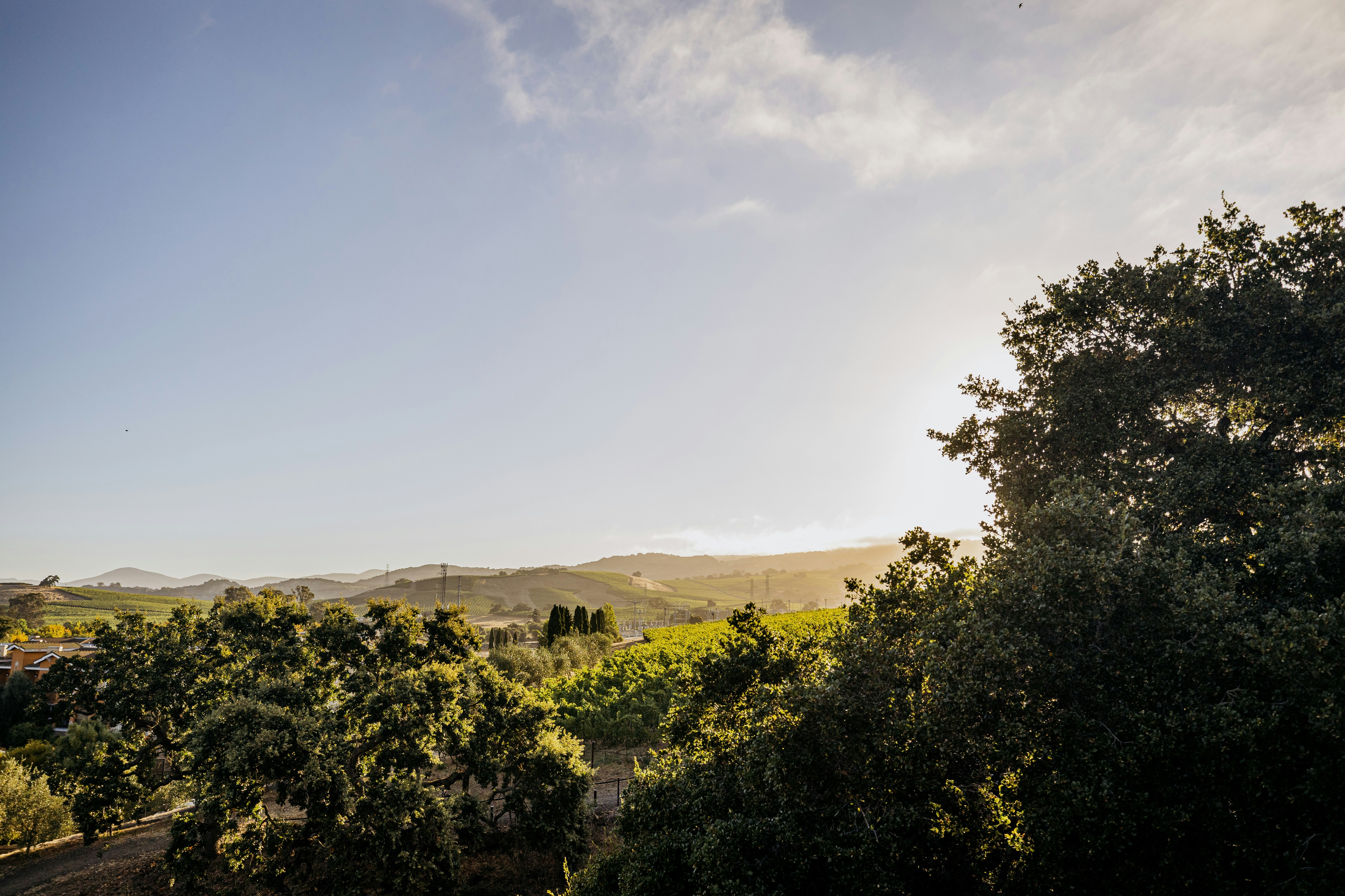 Golden Hills Beneath a Quiet Terrace of Trees