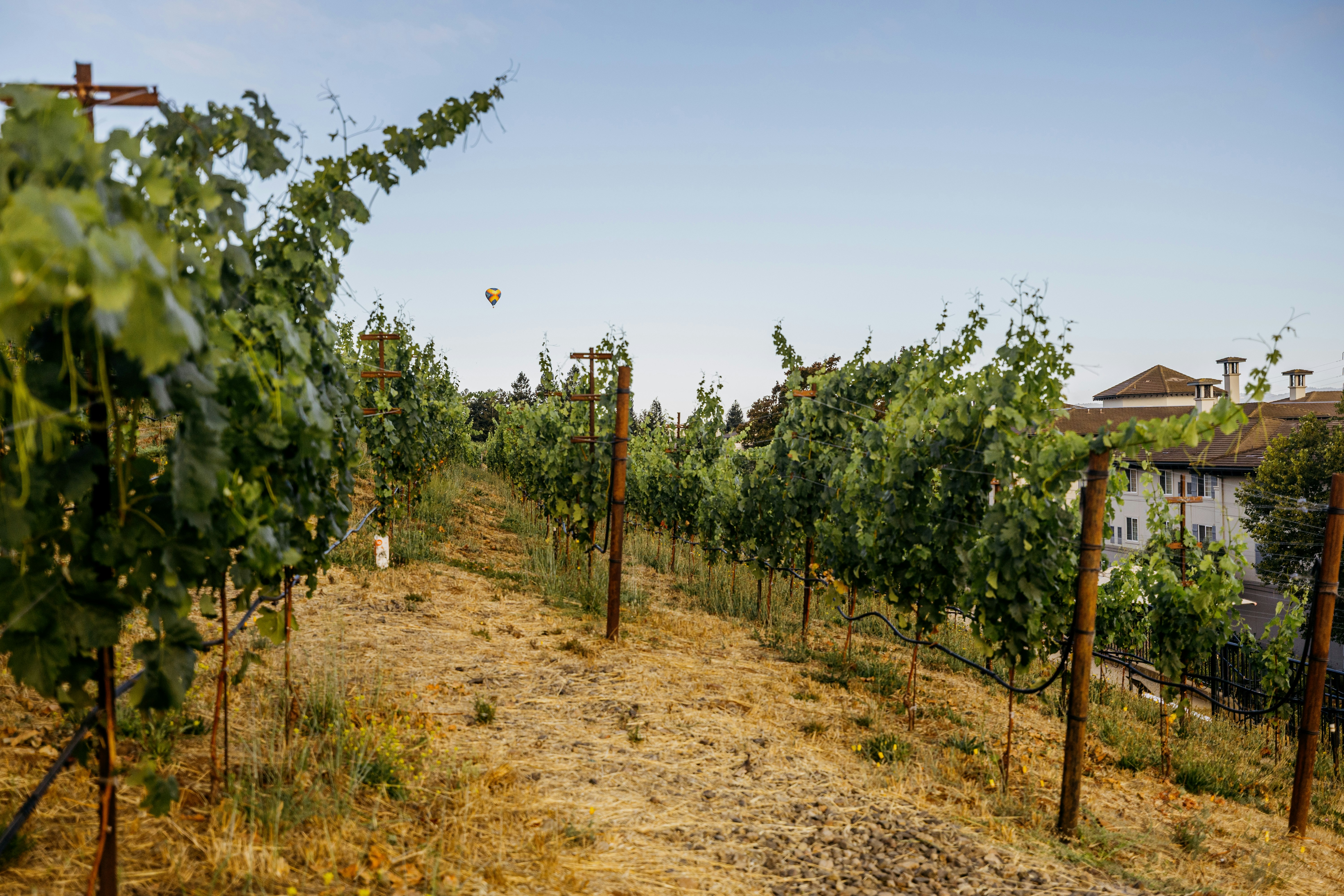 Rows of grapevines stretch into the distance under a bright sky, with dry earth between the rows and distant houses on the right.
