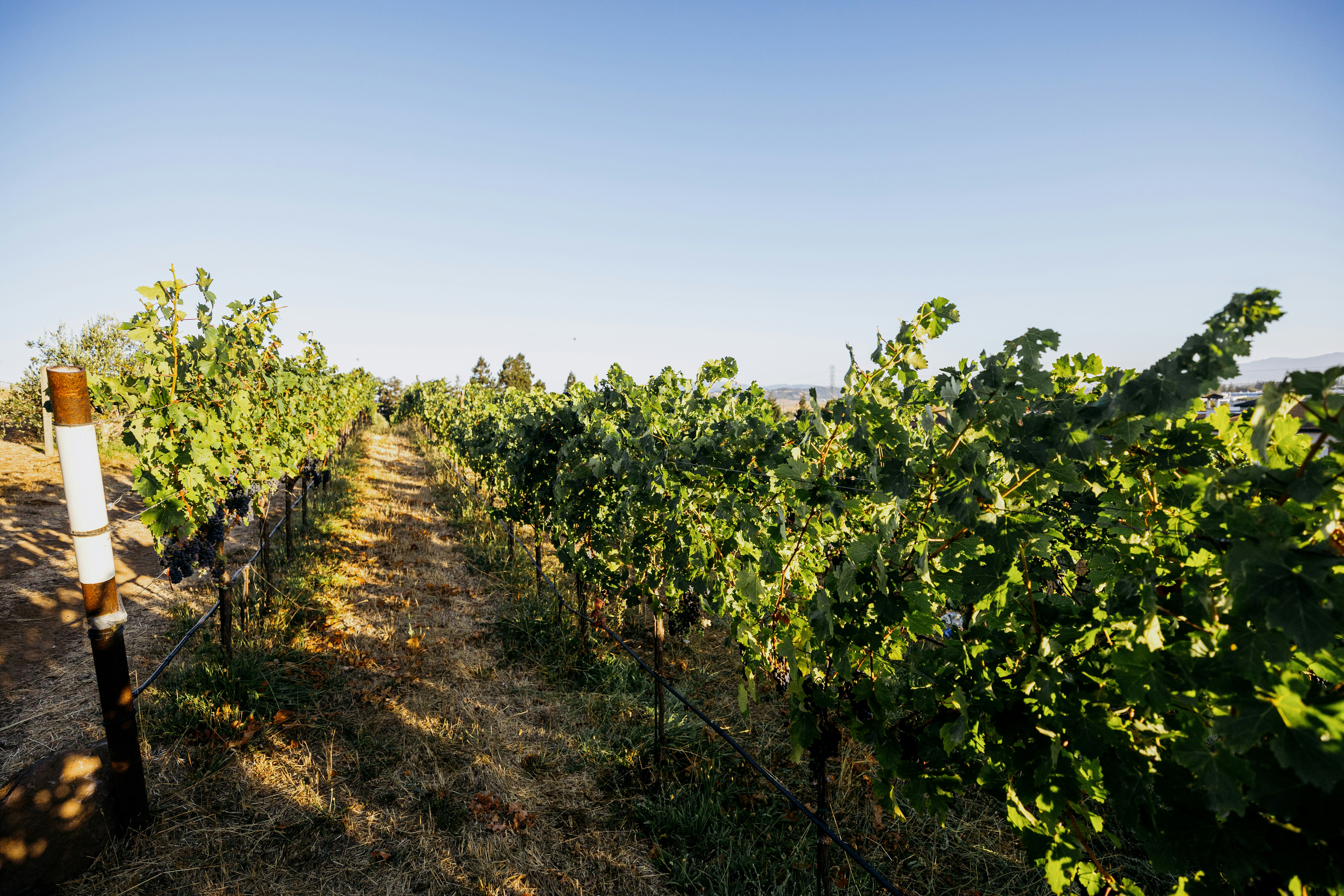Vineyard Rows Under a Clear Summer Sky