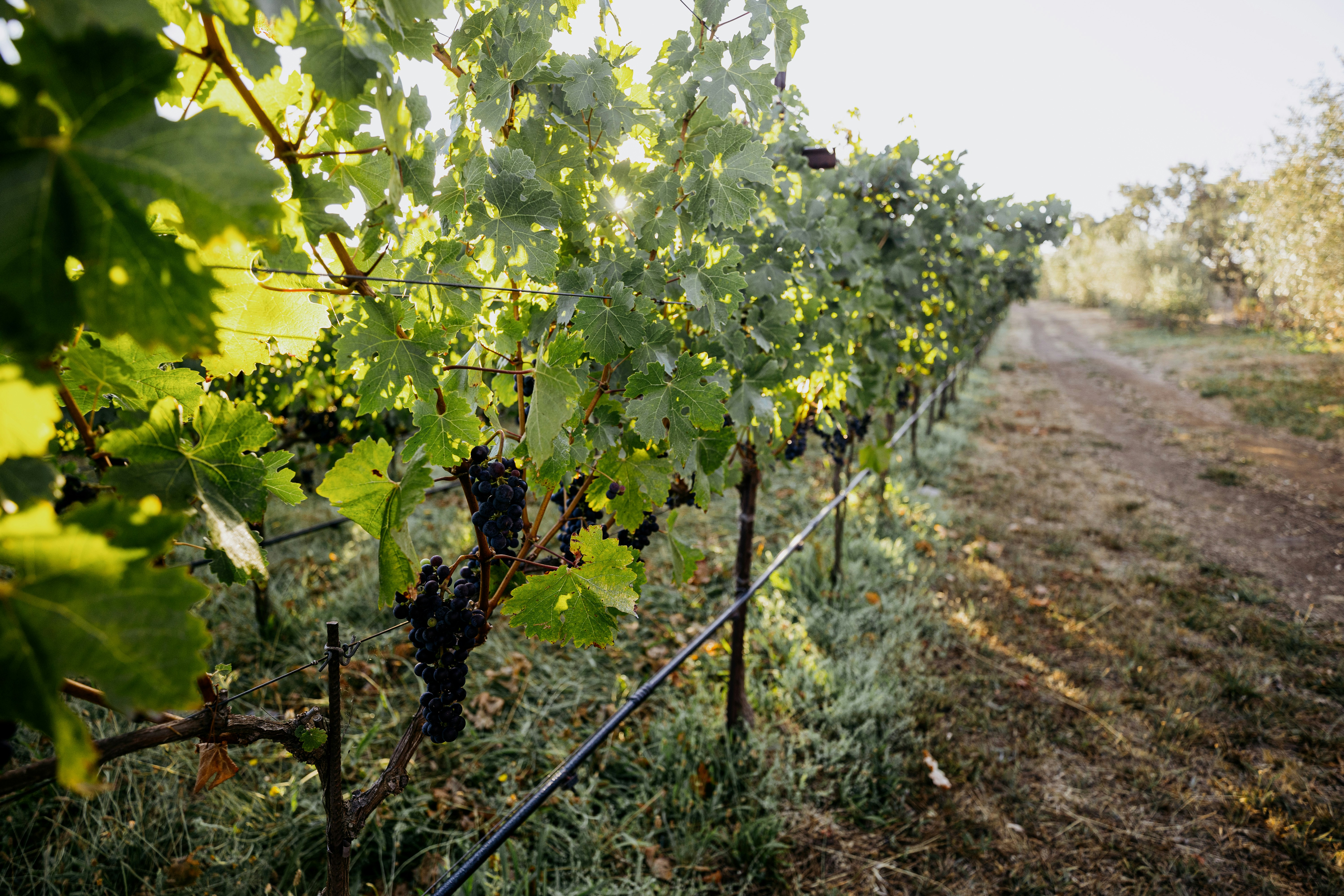 Grapevine Row at Golden Hour