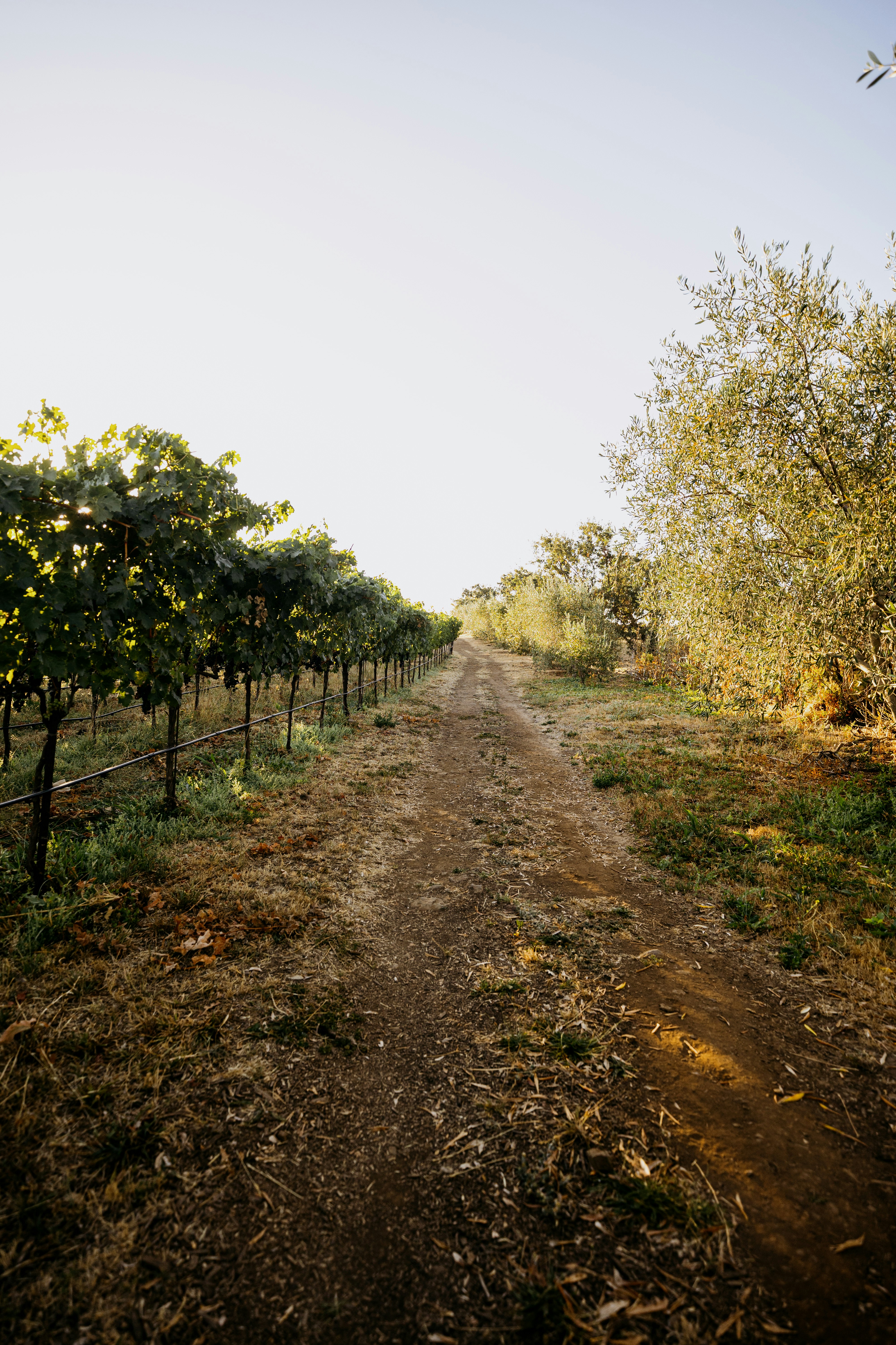 Dusty Path Through a Sunlit Orchard