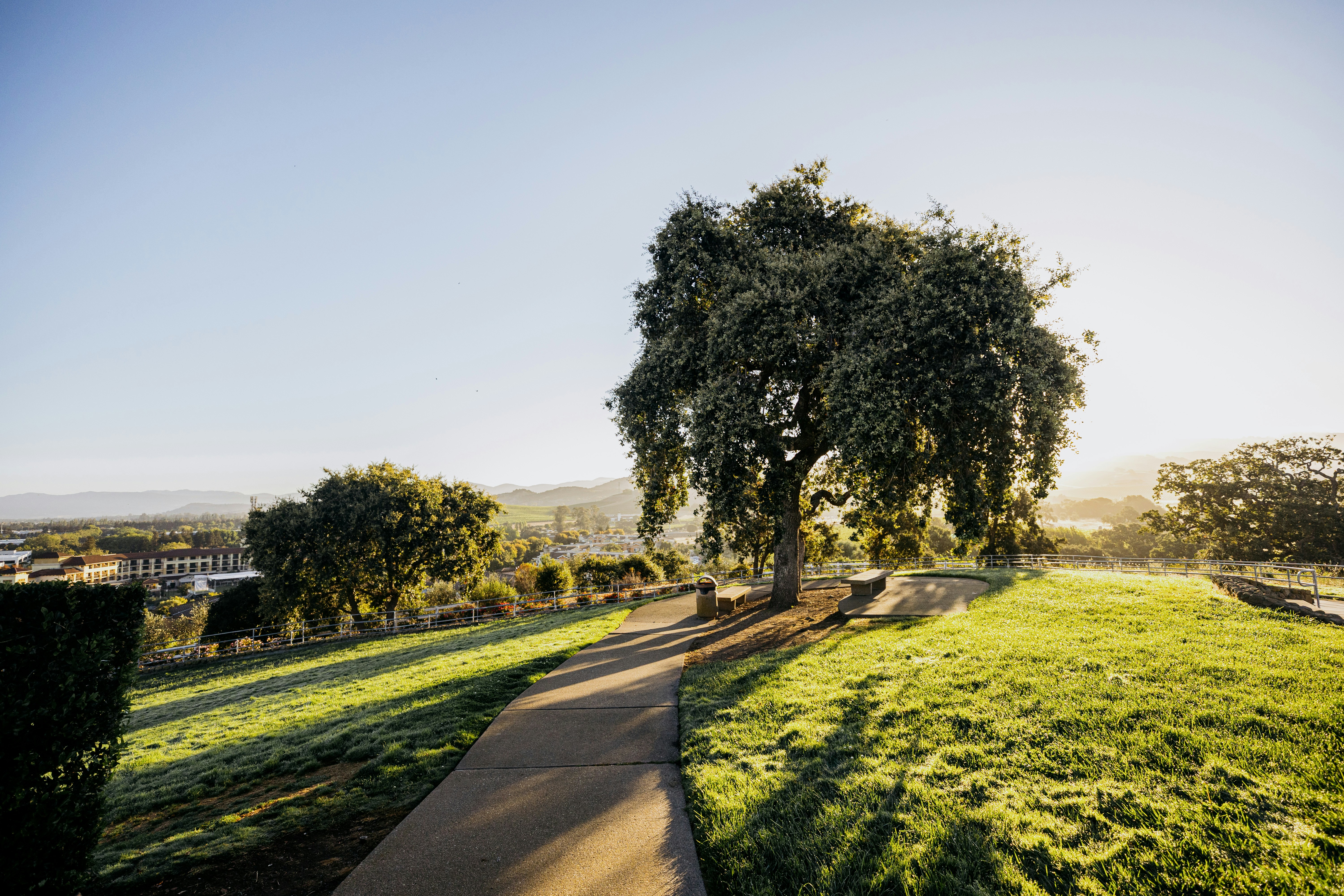 Sunlit Ridge Walk: The Lone Tree on a Quiet Hill