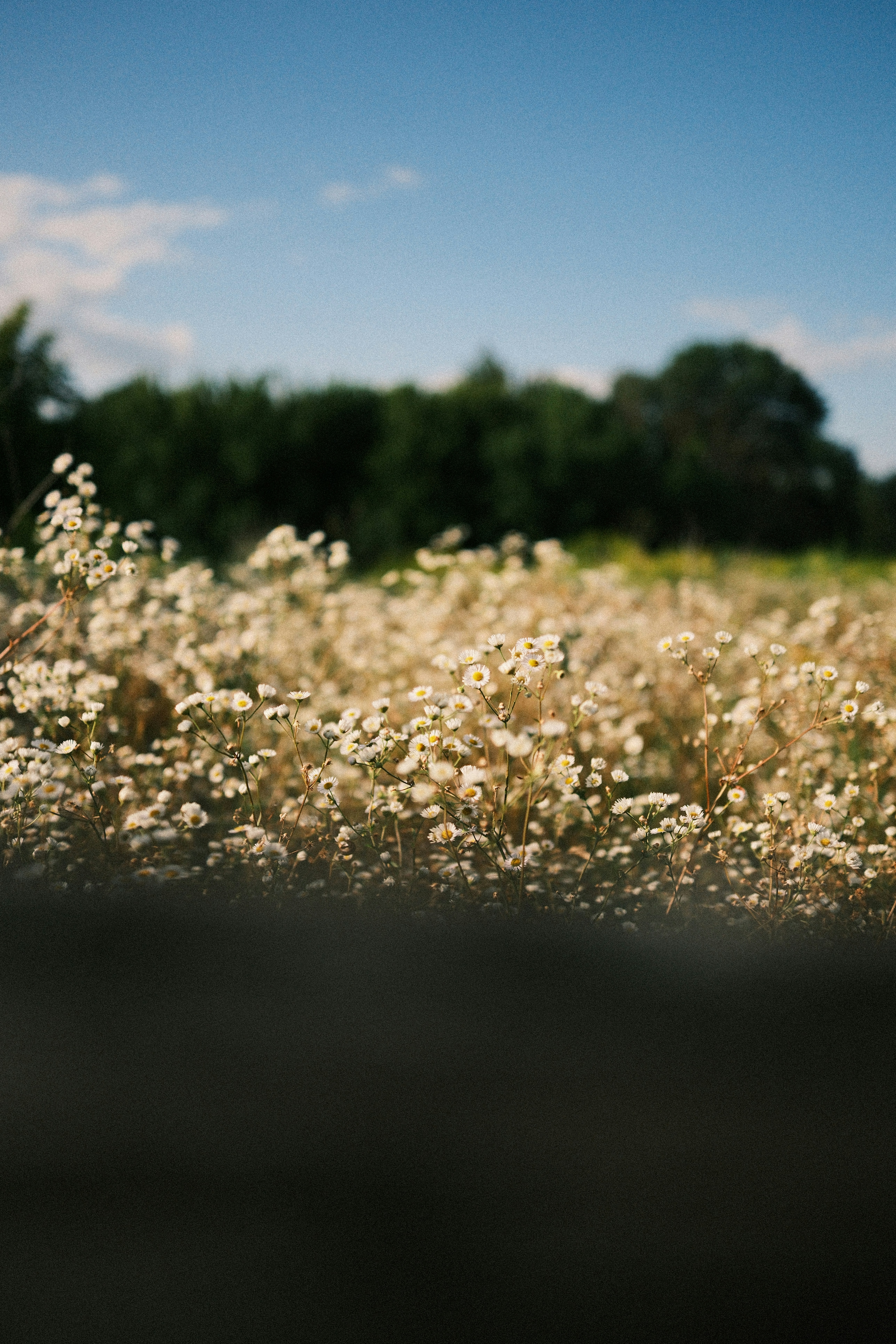 Field of Quiet White Blooms Under a Wide Blue Sky
