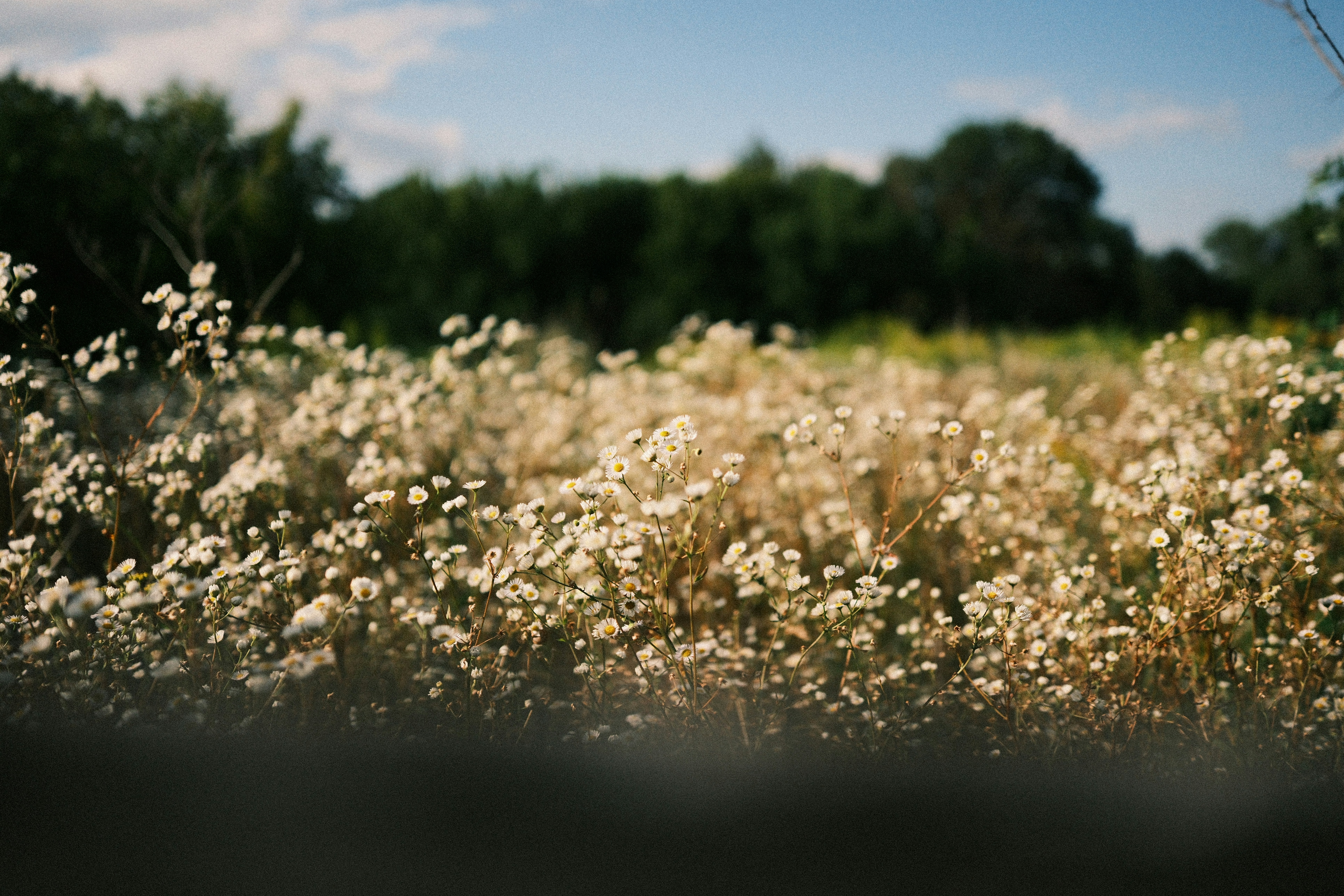 Sunlit Meadow in Soft Focus