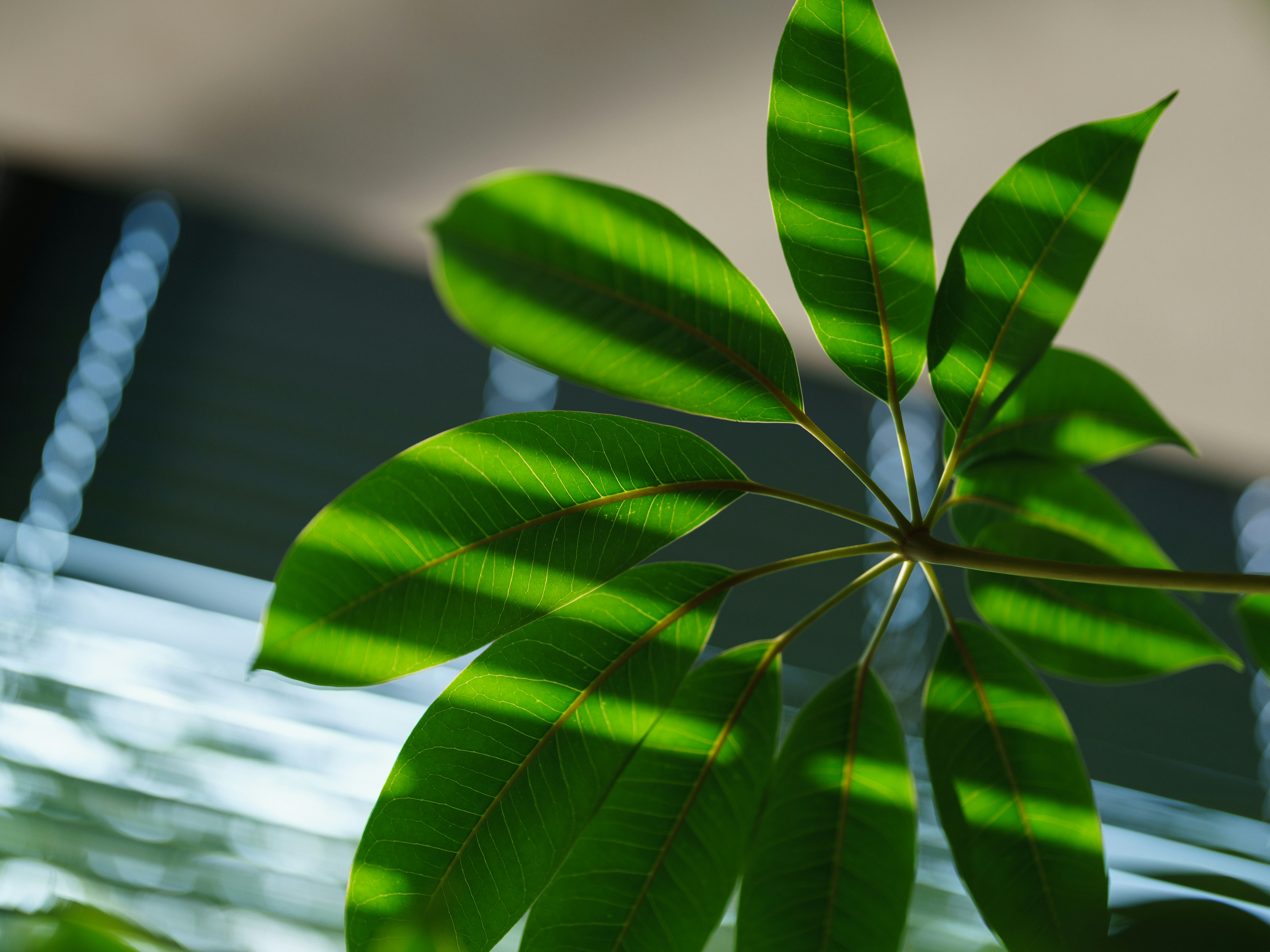Sunlit Verve: A Radiant Leaf Cluster in Sharp Focus