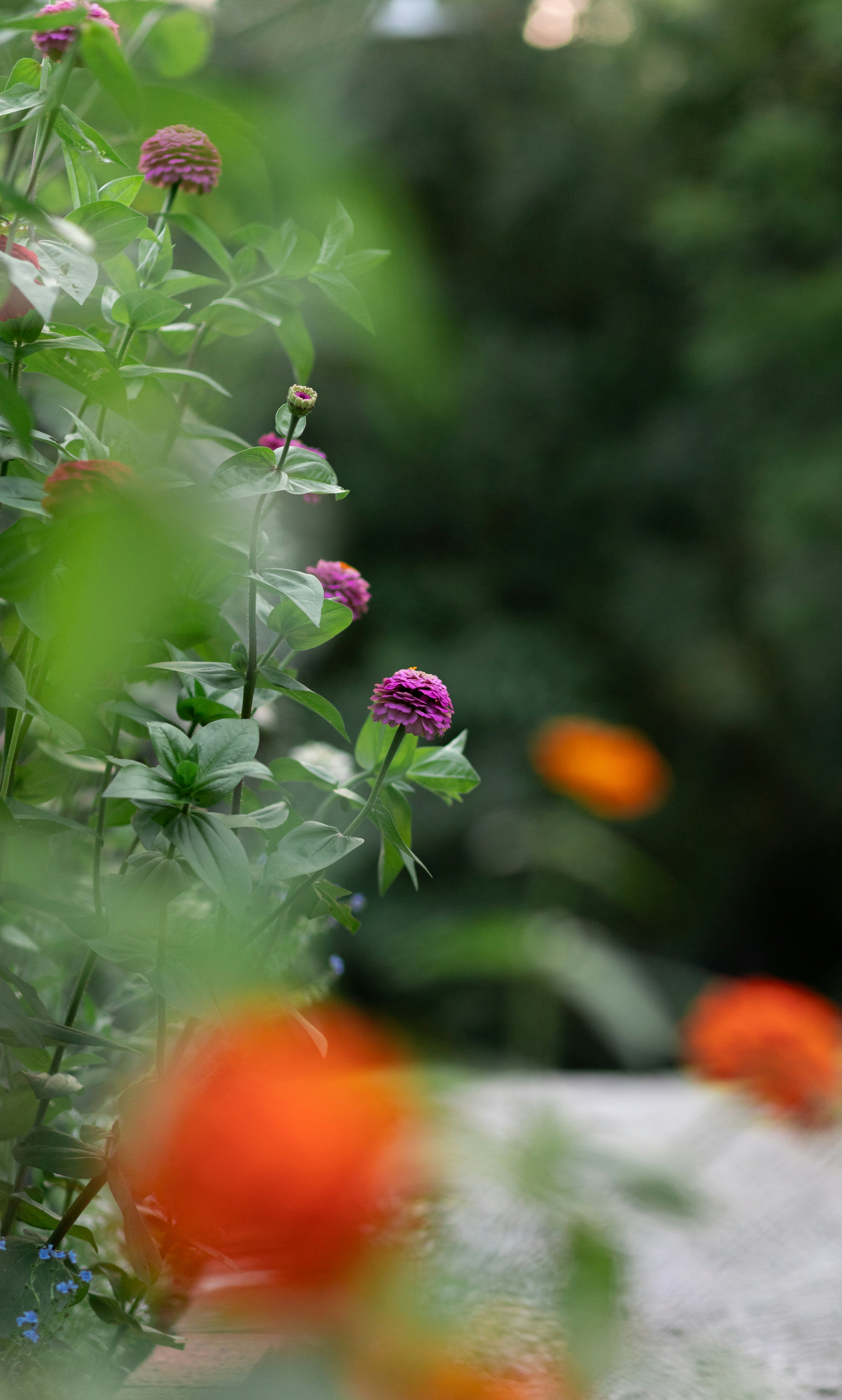 Bloom in the Soft Focus Garden: Fuchsia Borders and Sunset Blurs
