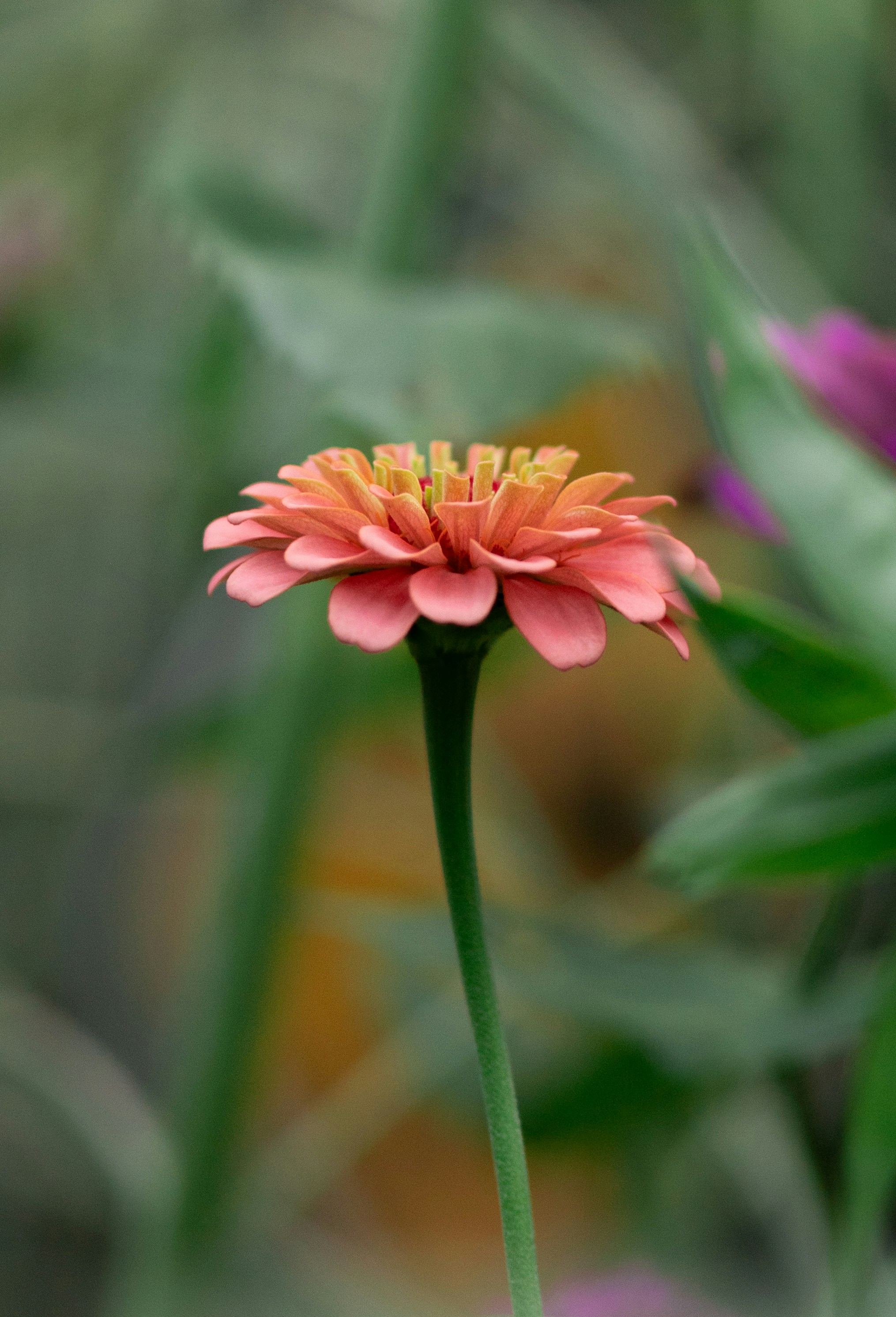 Stemward Bloom: A Coral Zinnia Reaching for Soft Light