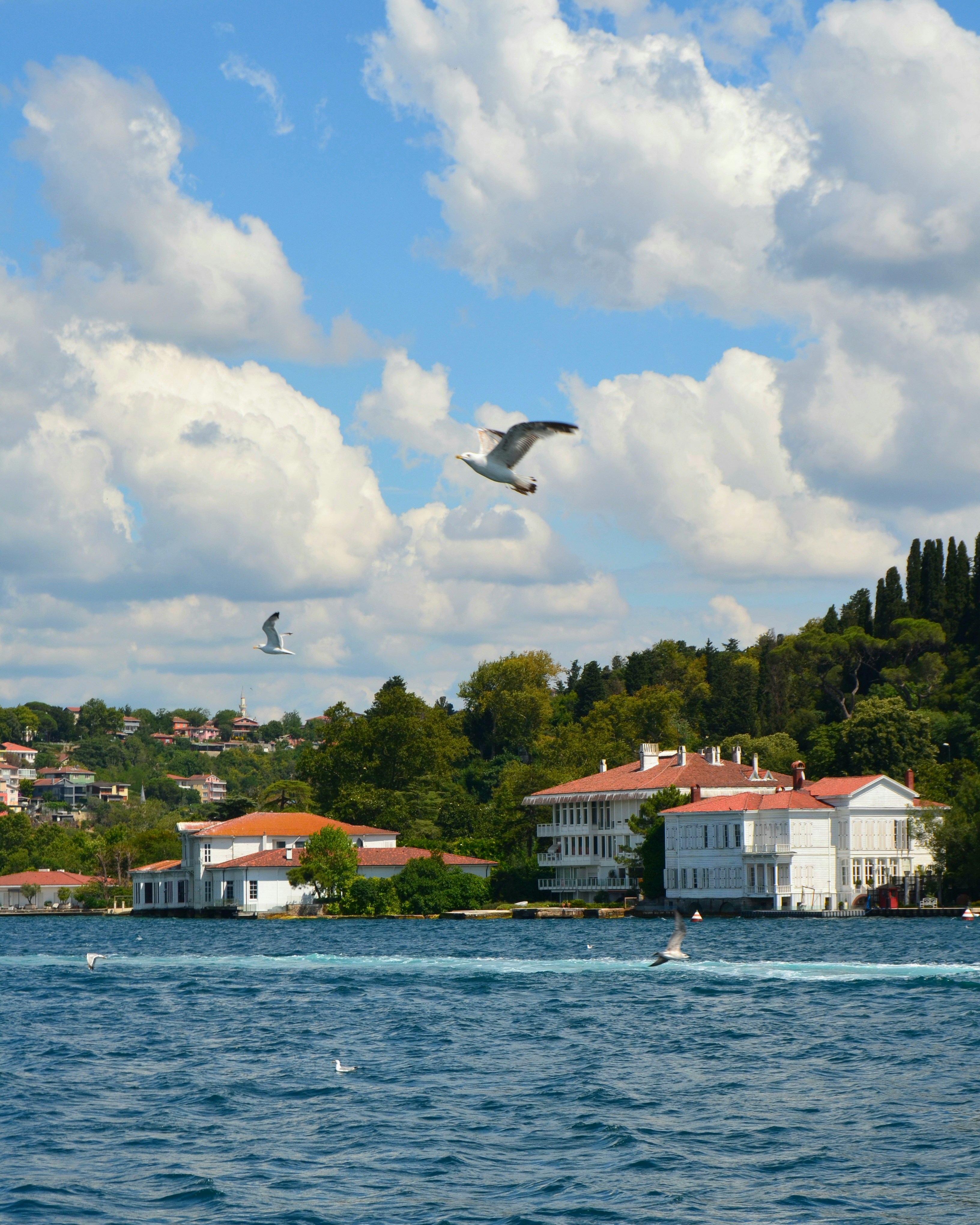 Seagulls Over Lakeside Village