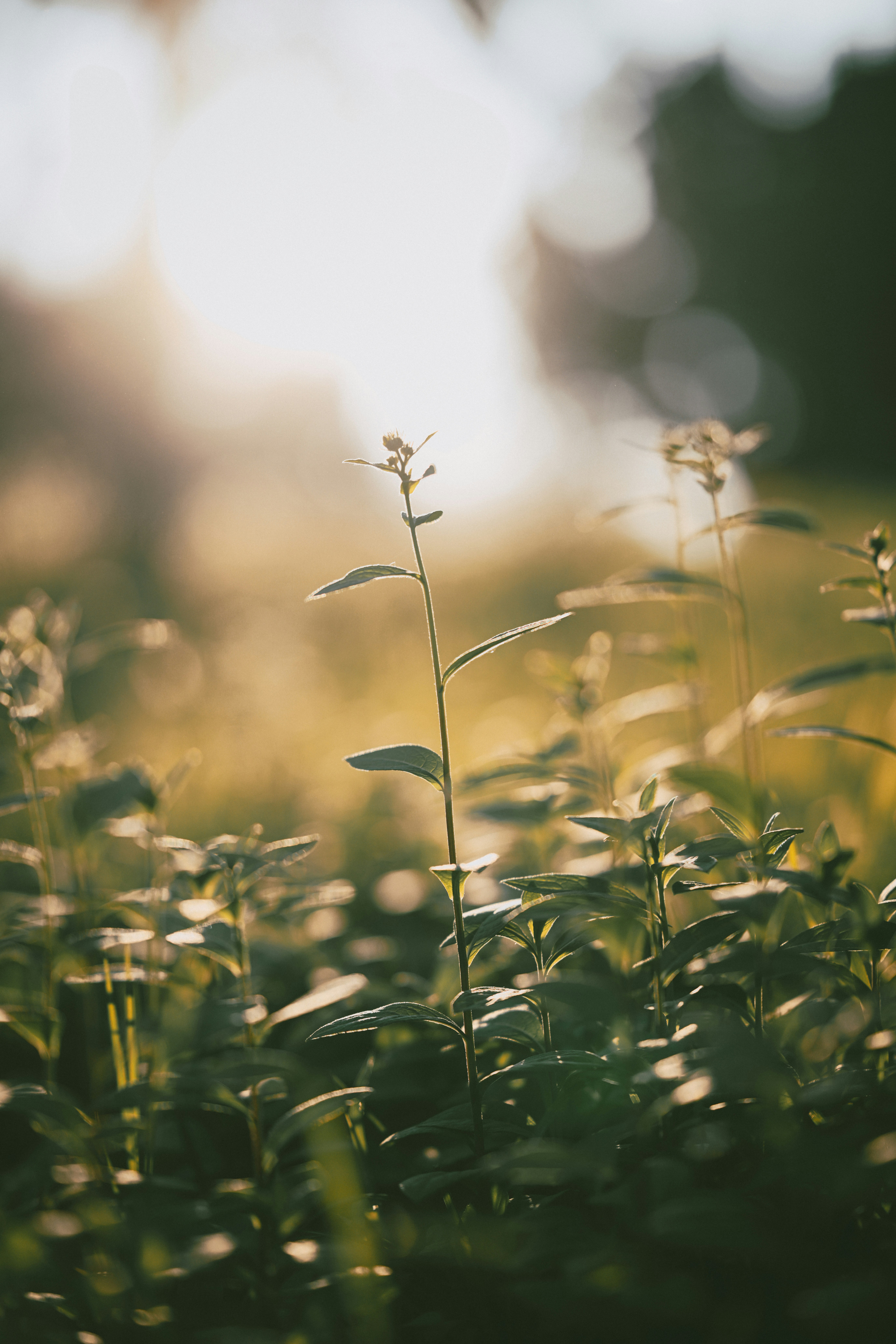 Golden Stems in Soft Morning Light