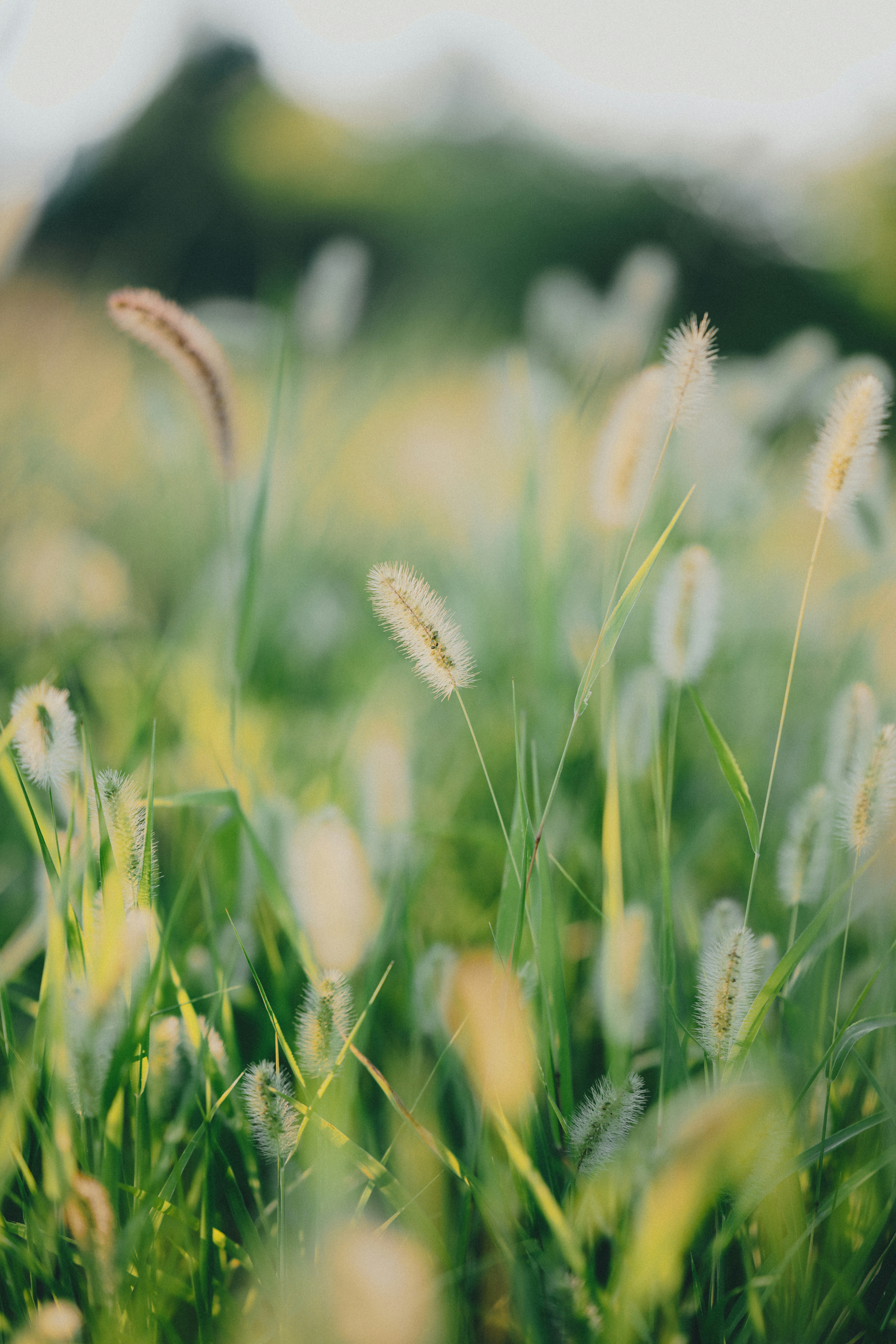 Soft Focus Meadow: Delicate Foxtail Dunes in Afternoon Light