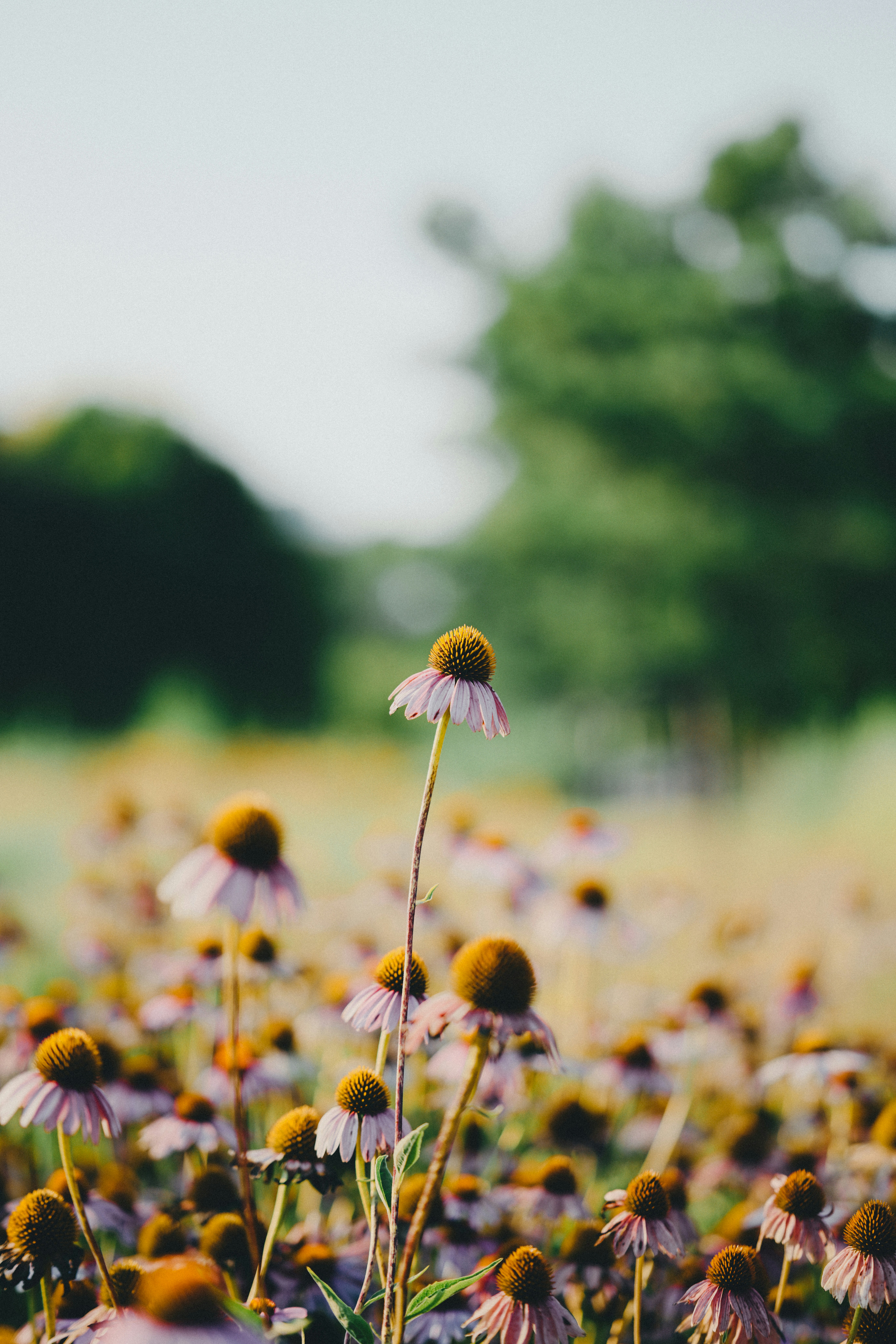Center of Summer Bloom: A Field of Coneflowers in Soft Focus