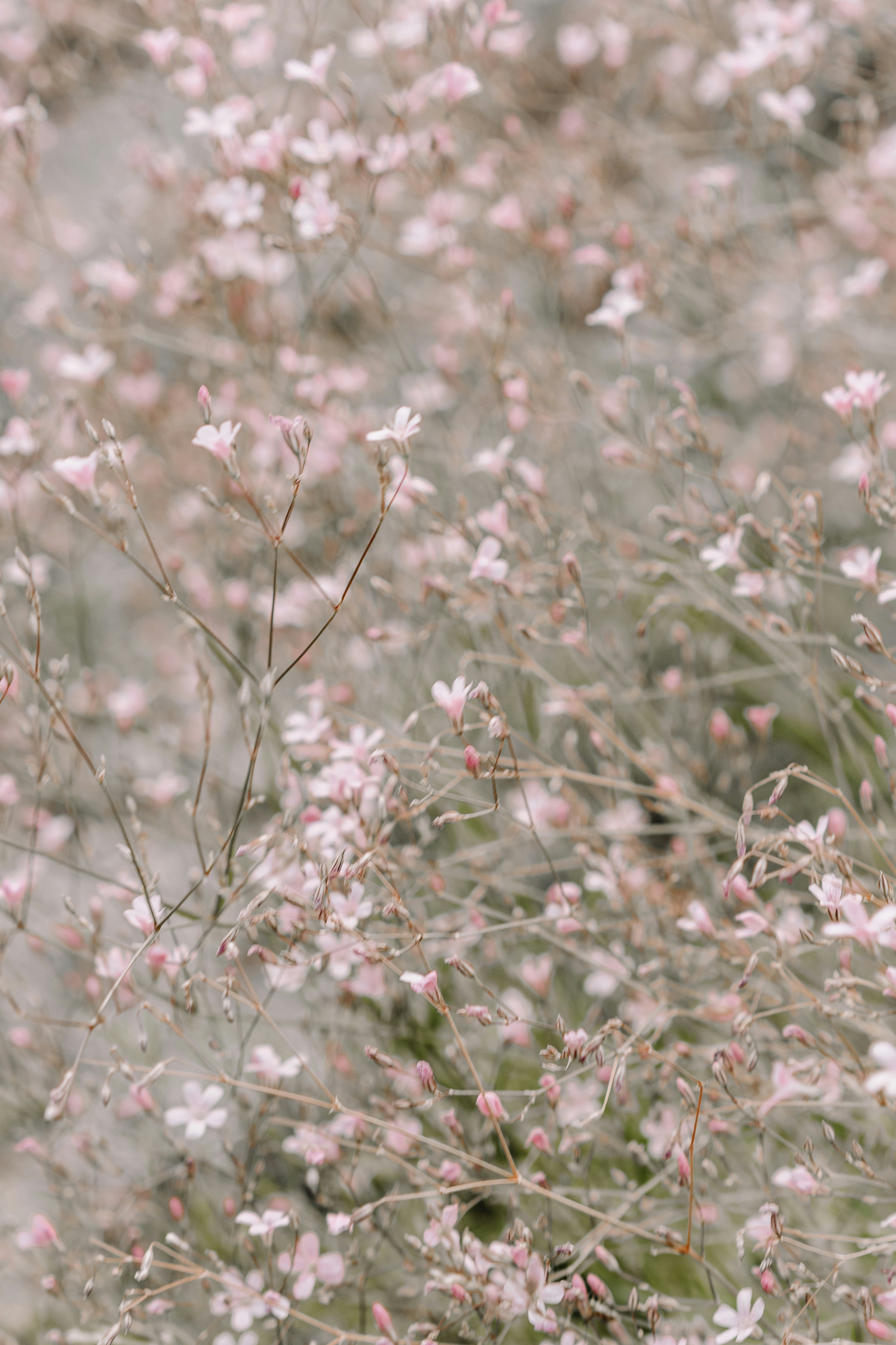Blush Petals in Soft Focus