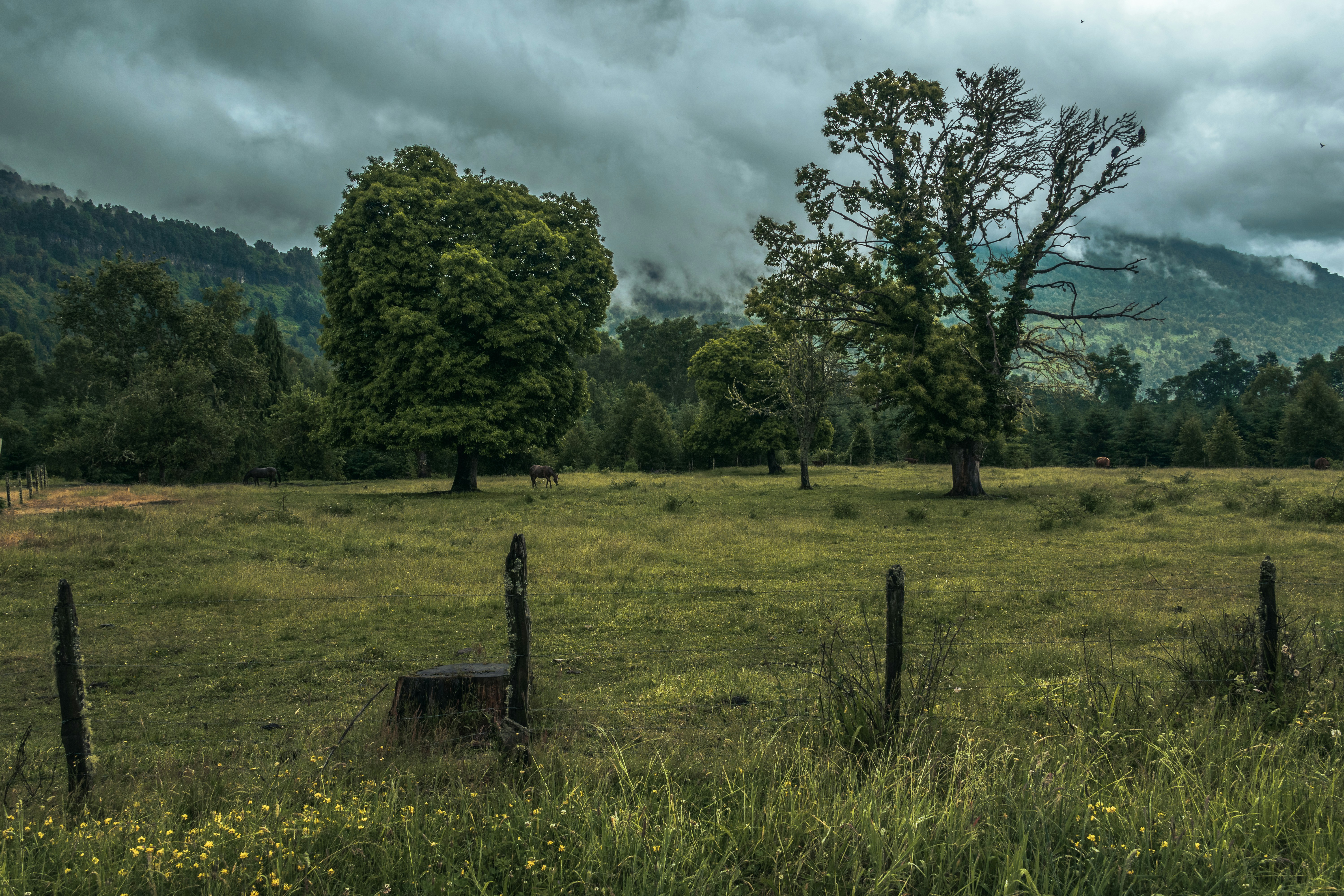 Wide rural field with scattered trees under a low, cloud-covered sky; a rustic fence runs through the foreground, suggesting depth and quietude in a pastoral scene.