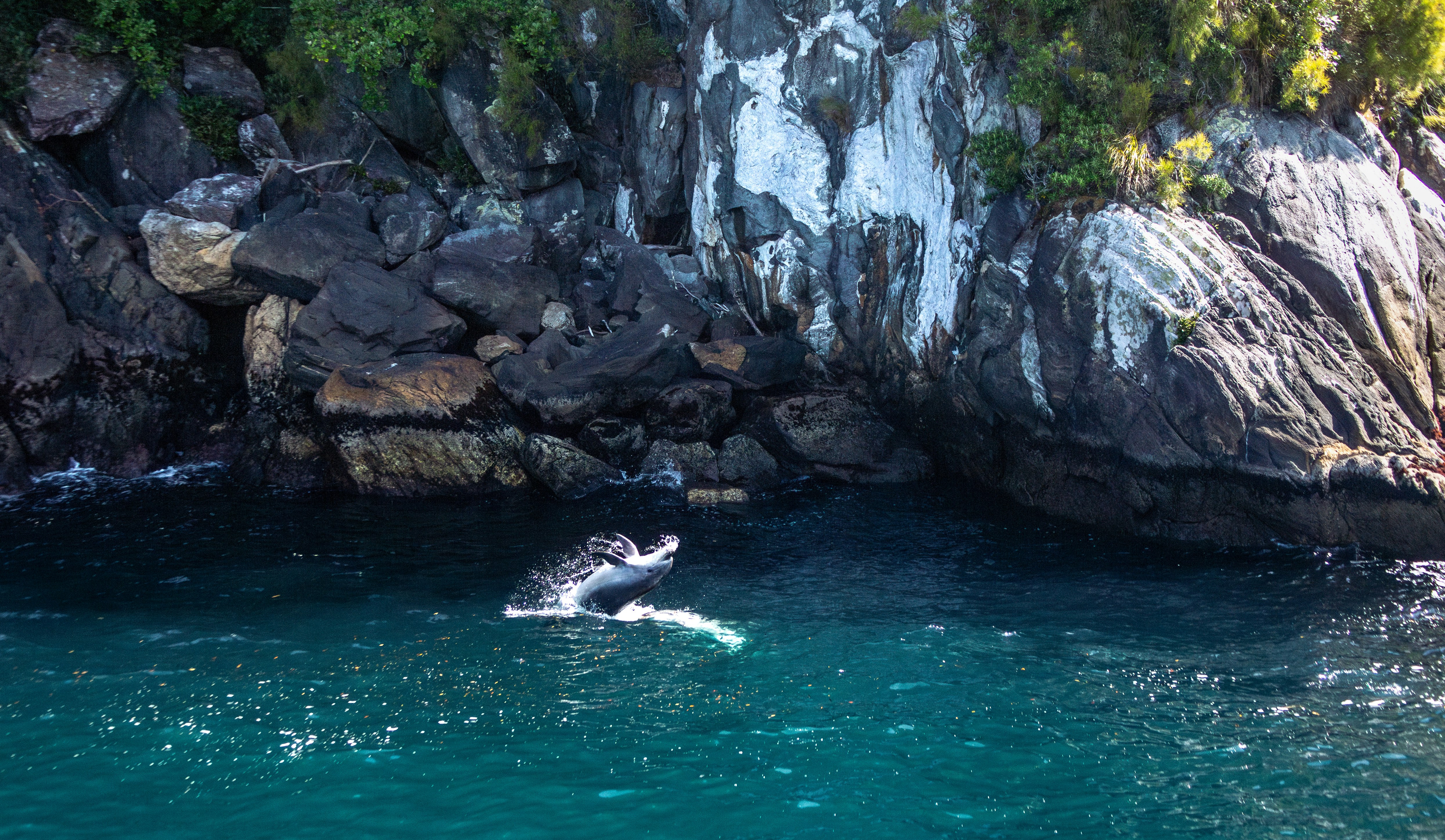Dolphin Arc: A Cresting Leap Above Turquoise Waters