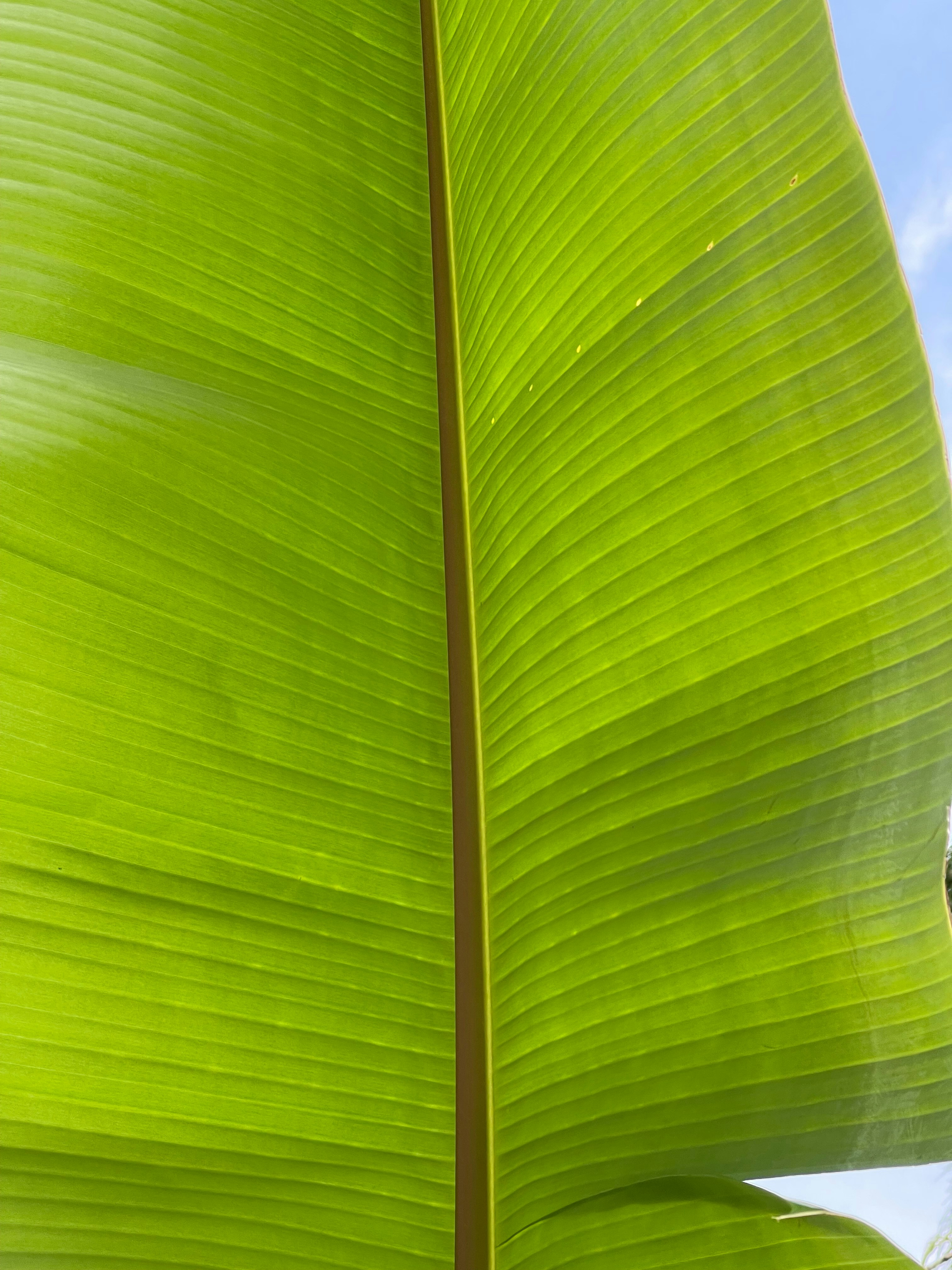 Emerald Veil: A Banana Leaf Reveals Its Veins